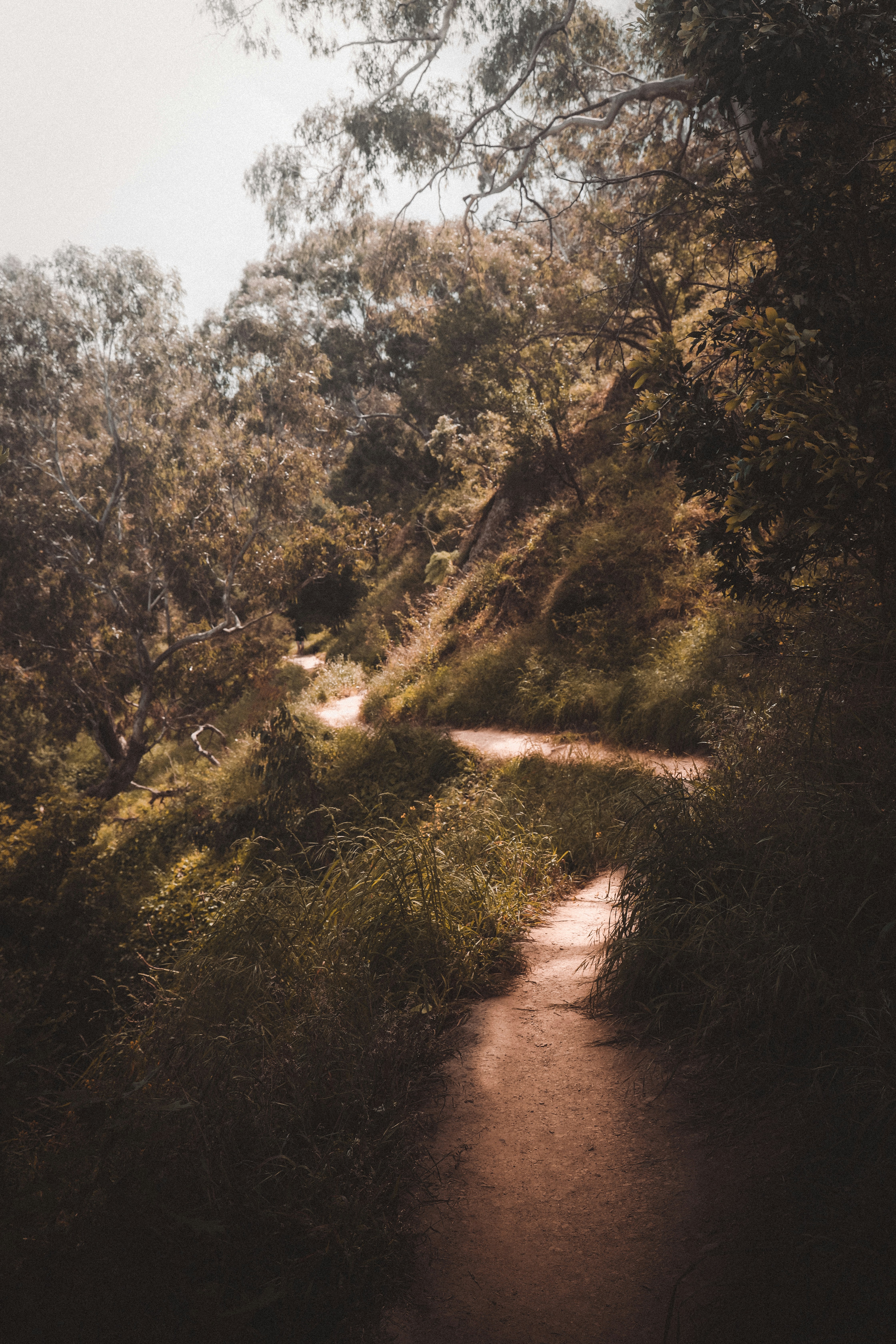 A meandering trail surrounded by lush greenery and trees, inviting exploration and adventure. The soft earth contrasts with the vibrant foliage.