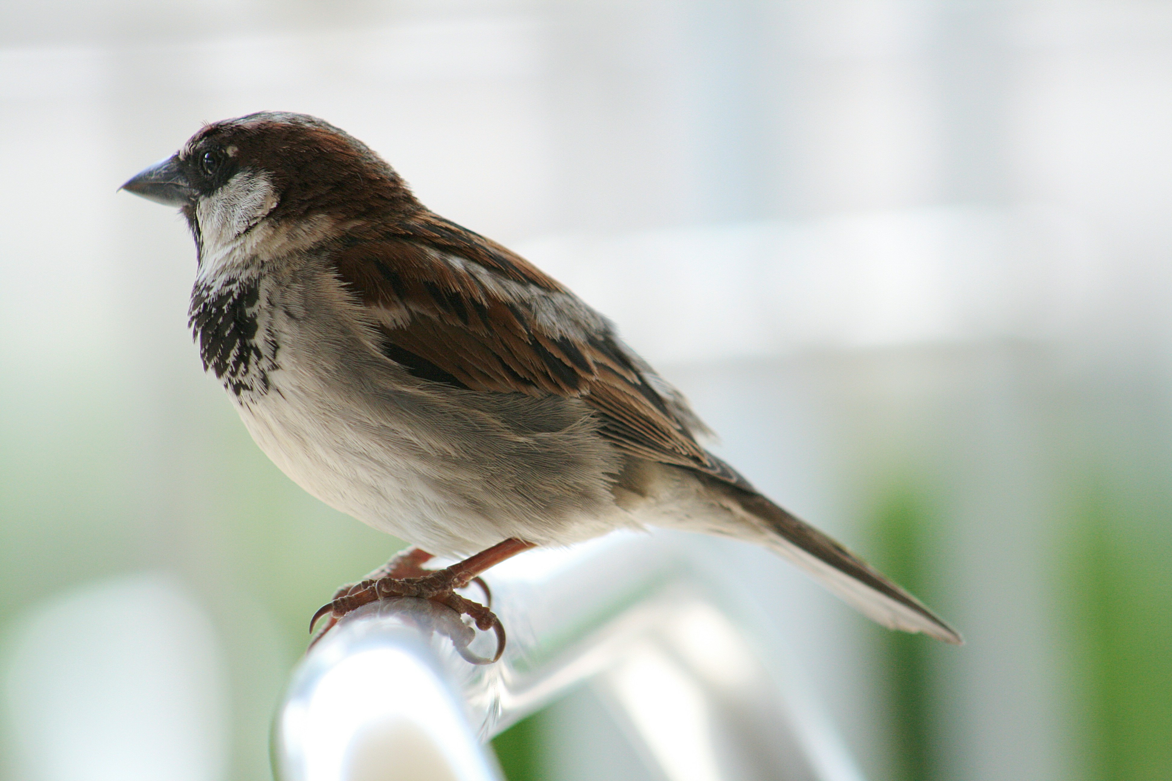 A sparrow perched on a metallic railing, showcasing its intricate feather patterns and vibrant colors. The background is softly blurred, emphasizing the bird's details.