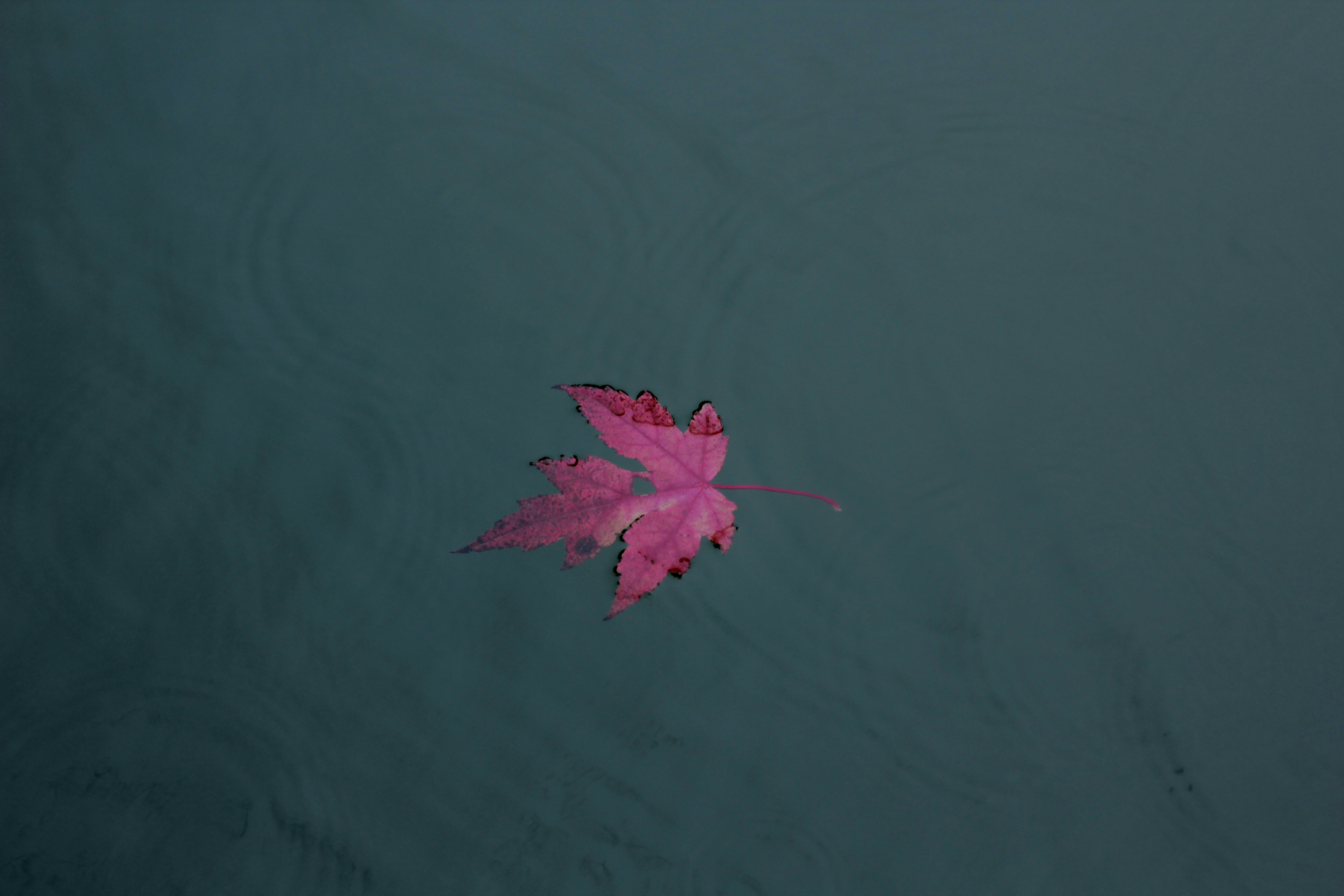Pink maple leaf on water photo – Free Leaf Image on Unsplash