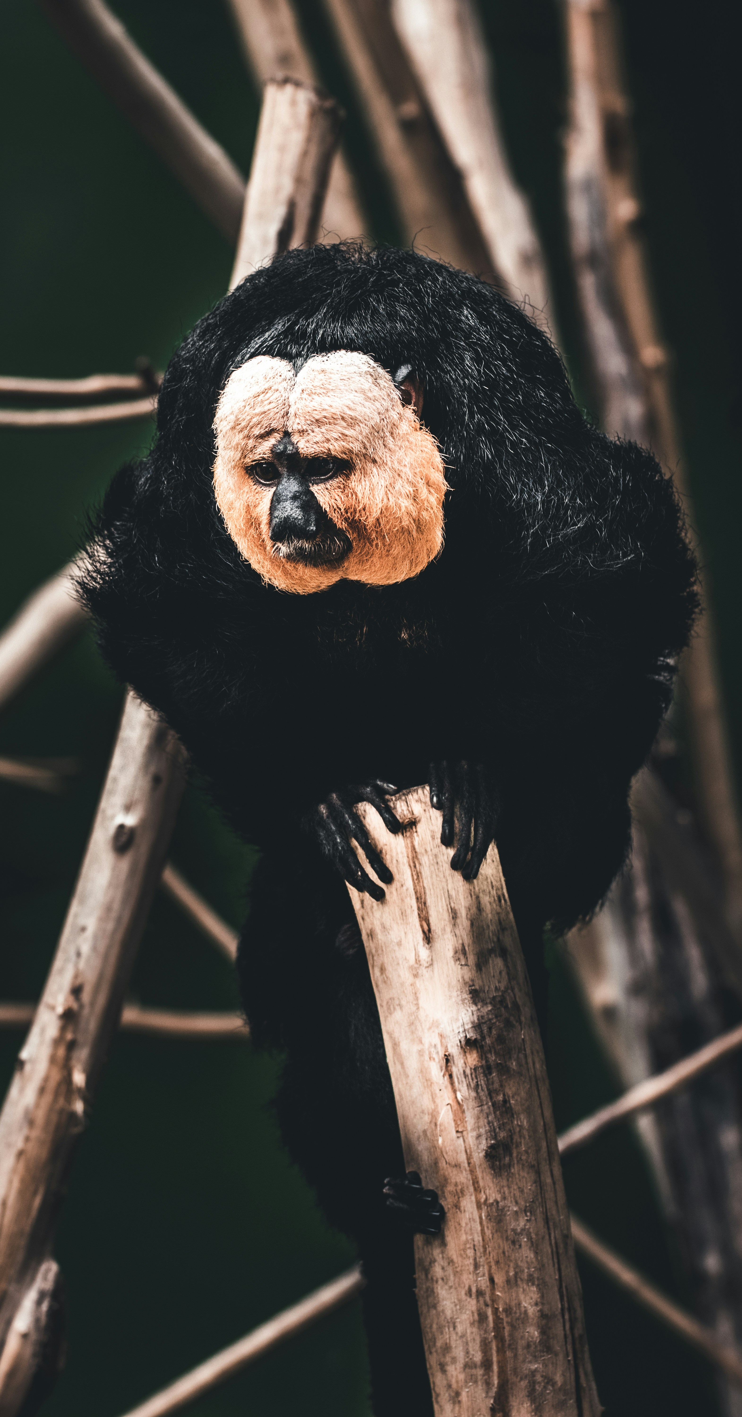 Black monkey perched on a wooden branch, gazing thoughtfully into the distance against a blurred background.