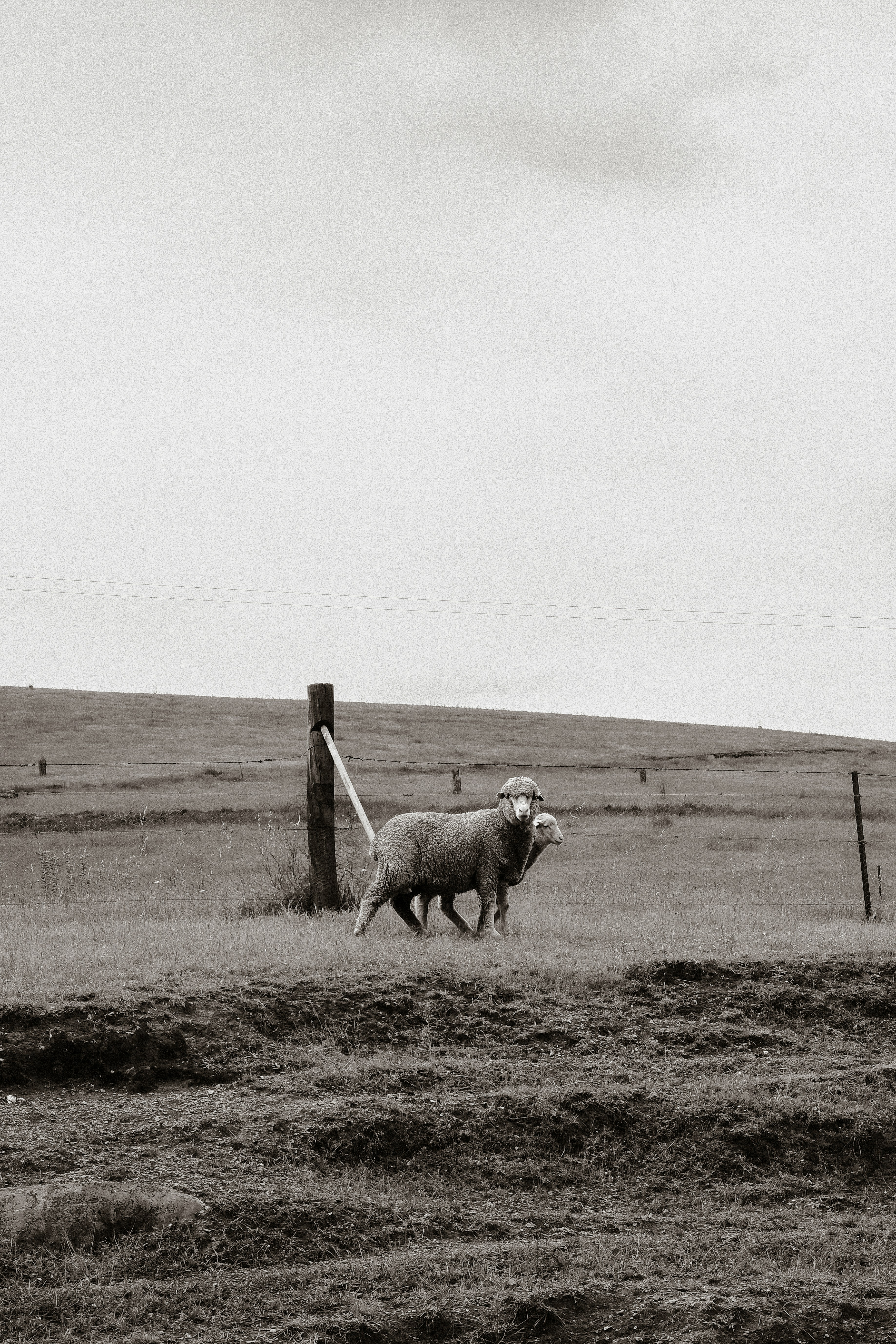 A sheep stands quietly in a vast, open field, framed by a rustic fence post under a cloudy sky.