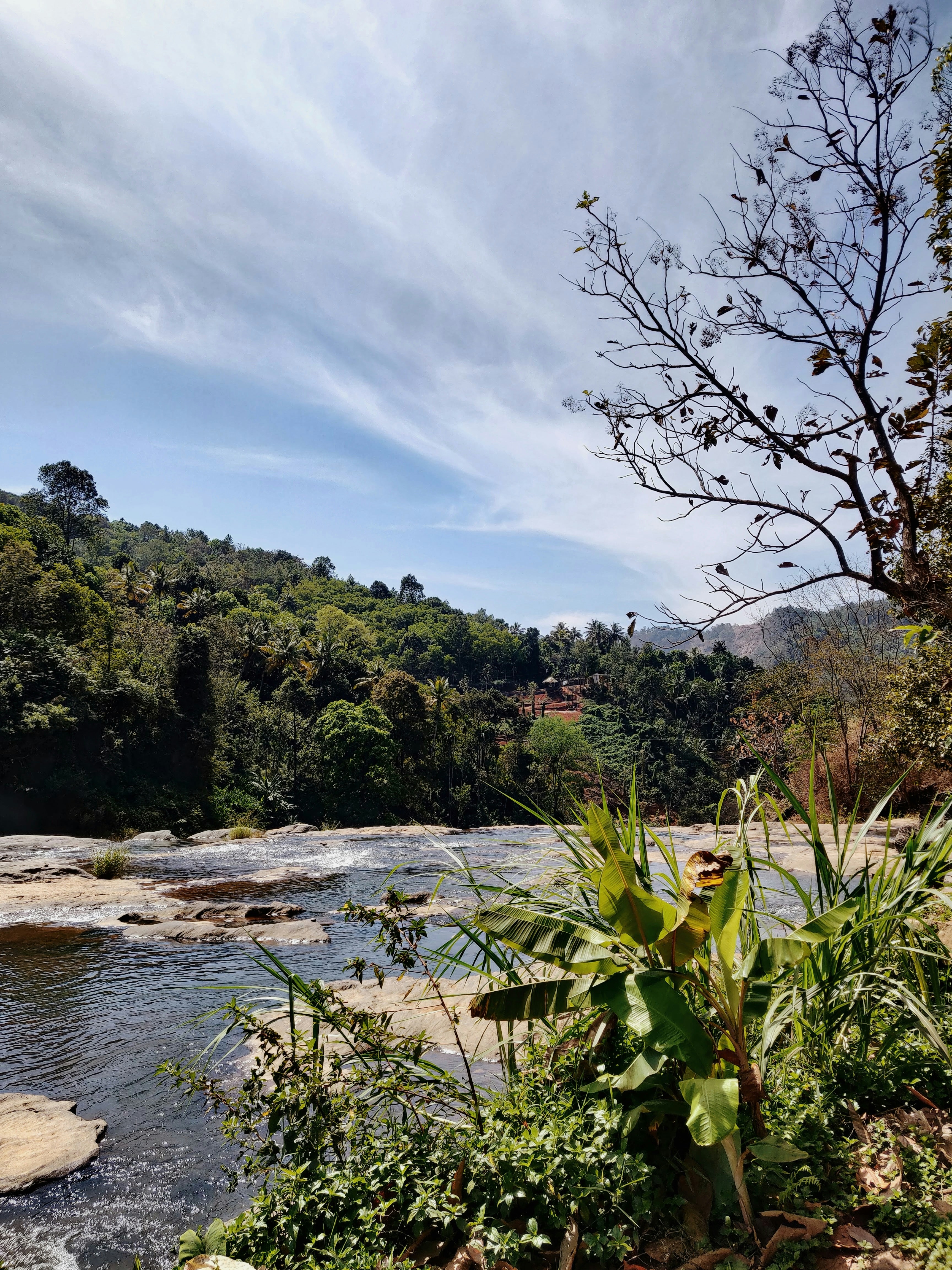 Whispers of the Riverbank