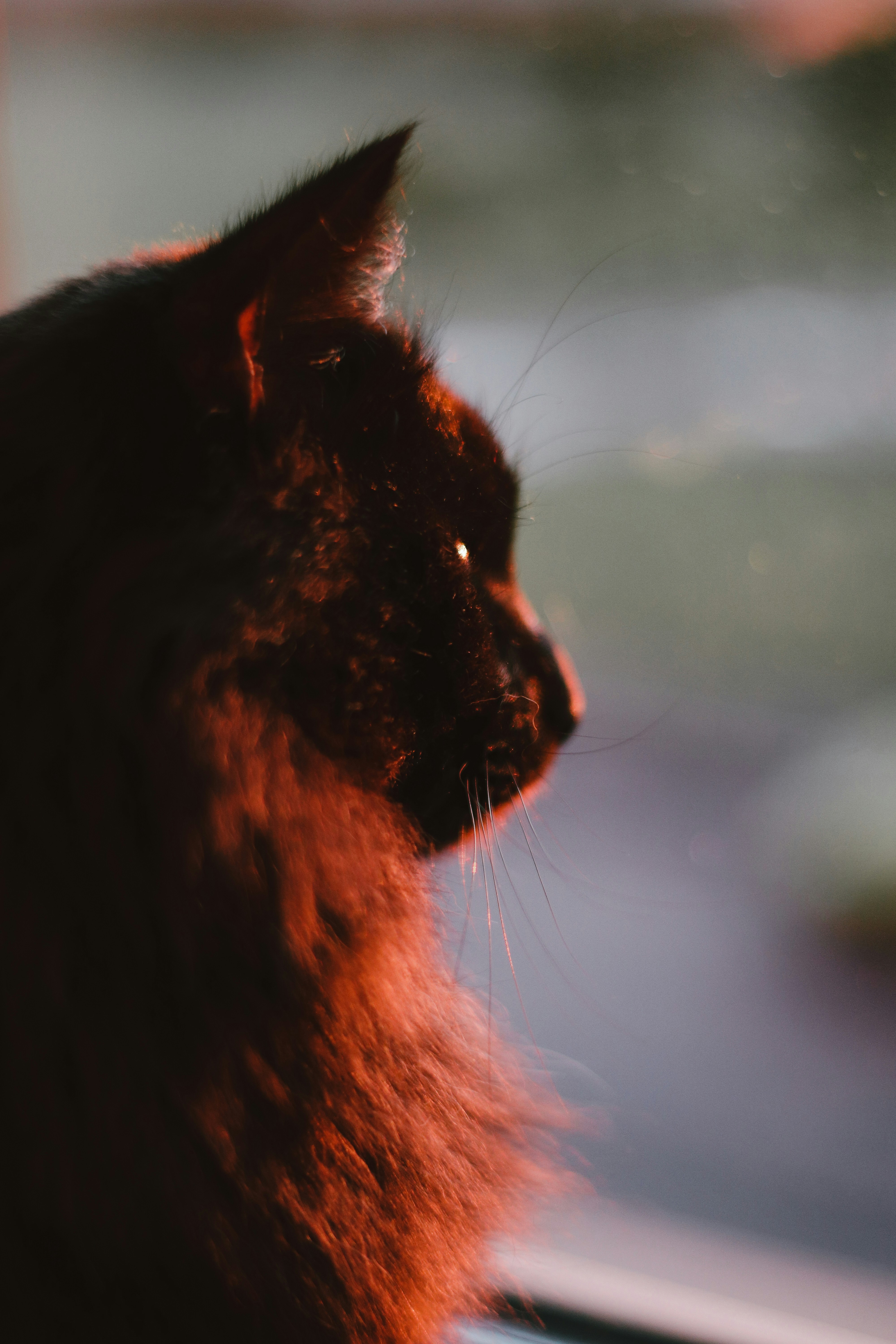 Amber Window Silhouette: A Cat Contemplating the Evening Light