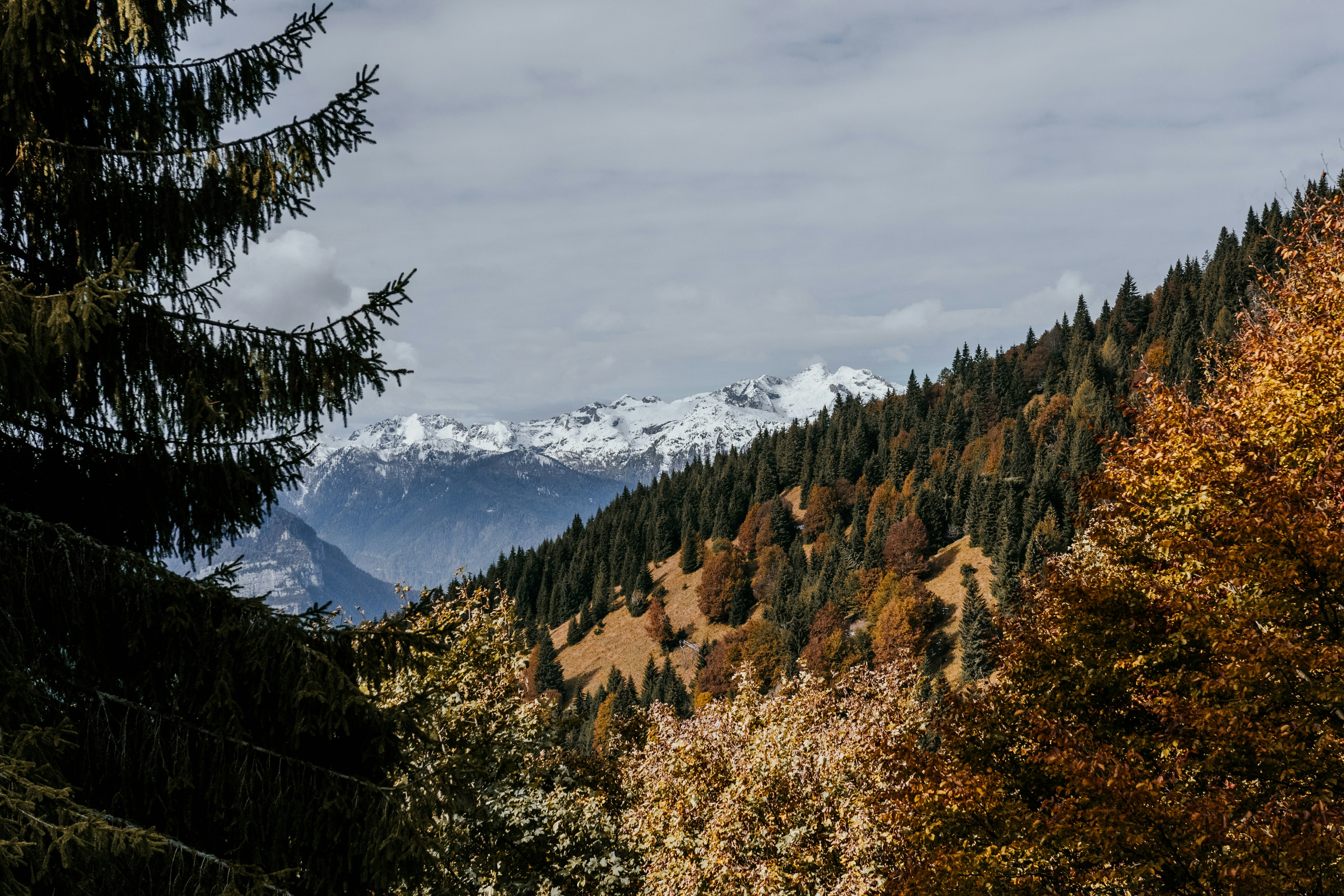 Vibrant autumn foliage frames a breathtaking view of snow-capped mountains under a partly cloudy sky.
