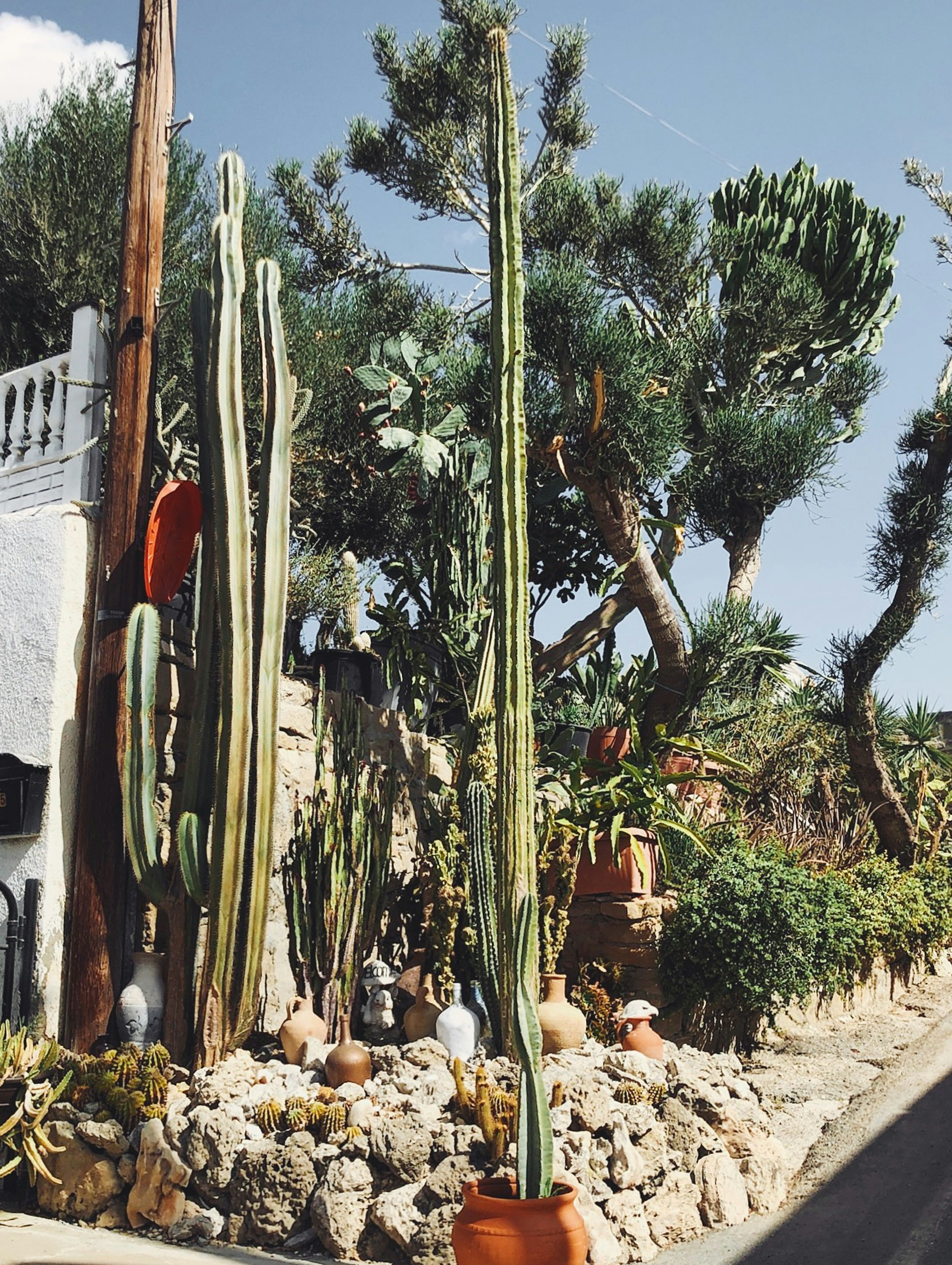 Tall cacti and lush greenery adorn a sunlit pathway, showcasing a vibrant desert landscape with decorative pots and unique sculptures.