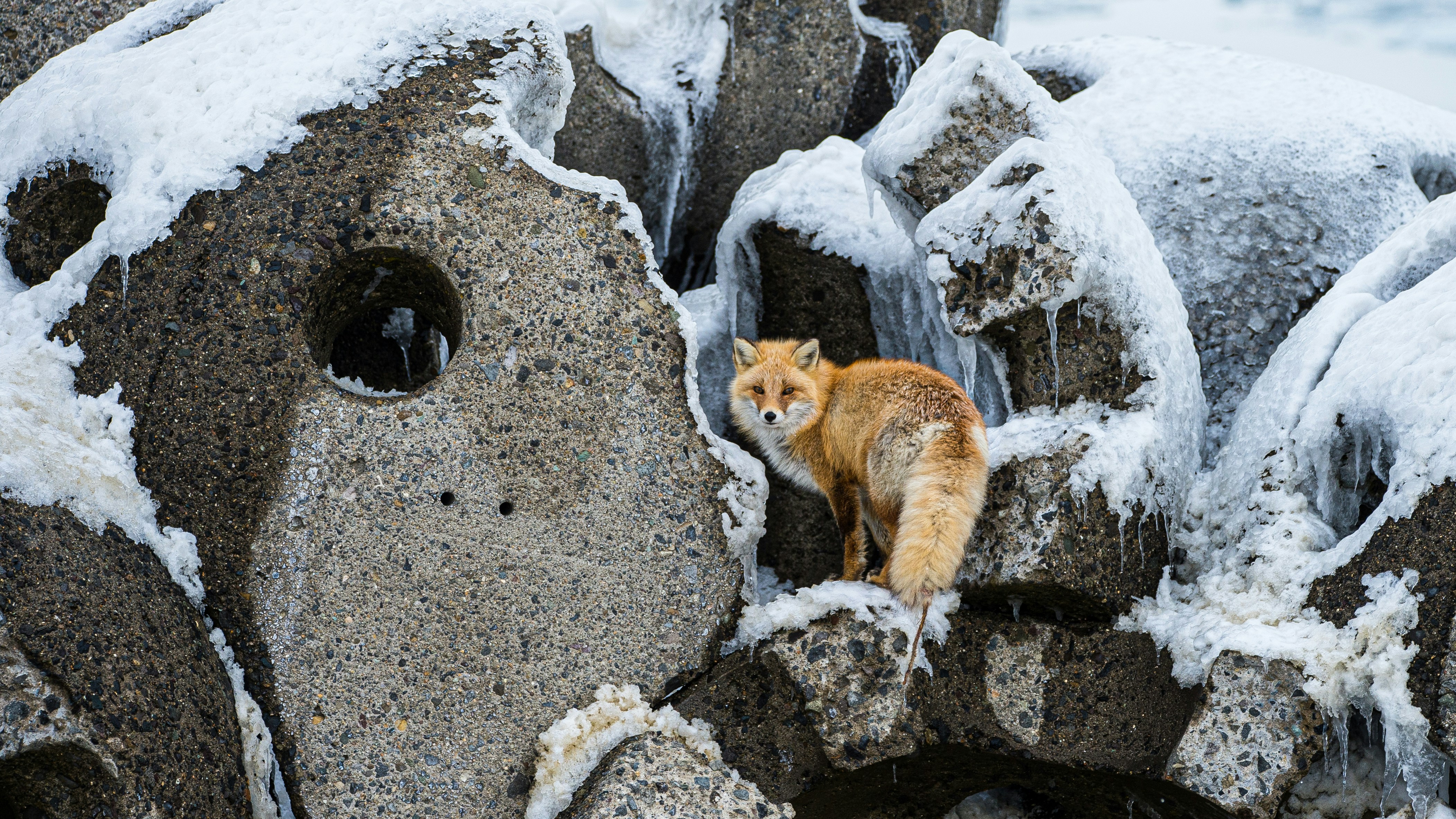 A red fox navigates through icy, textured concrete structures, blending nature with urban remnants. The scene captures a moment of survival in a harsh environment.