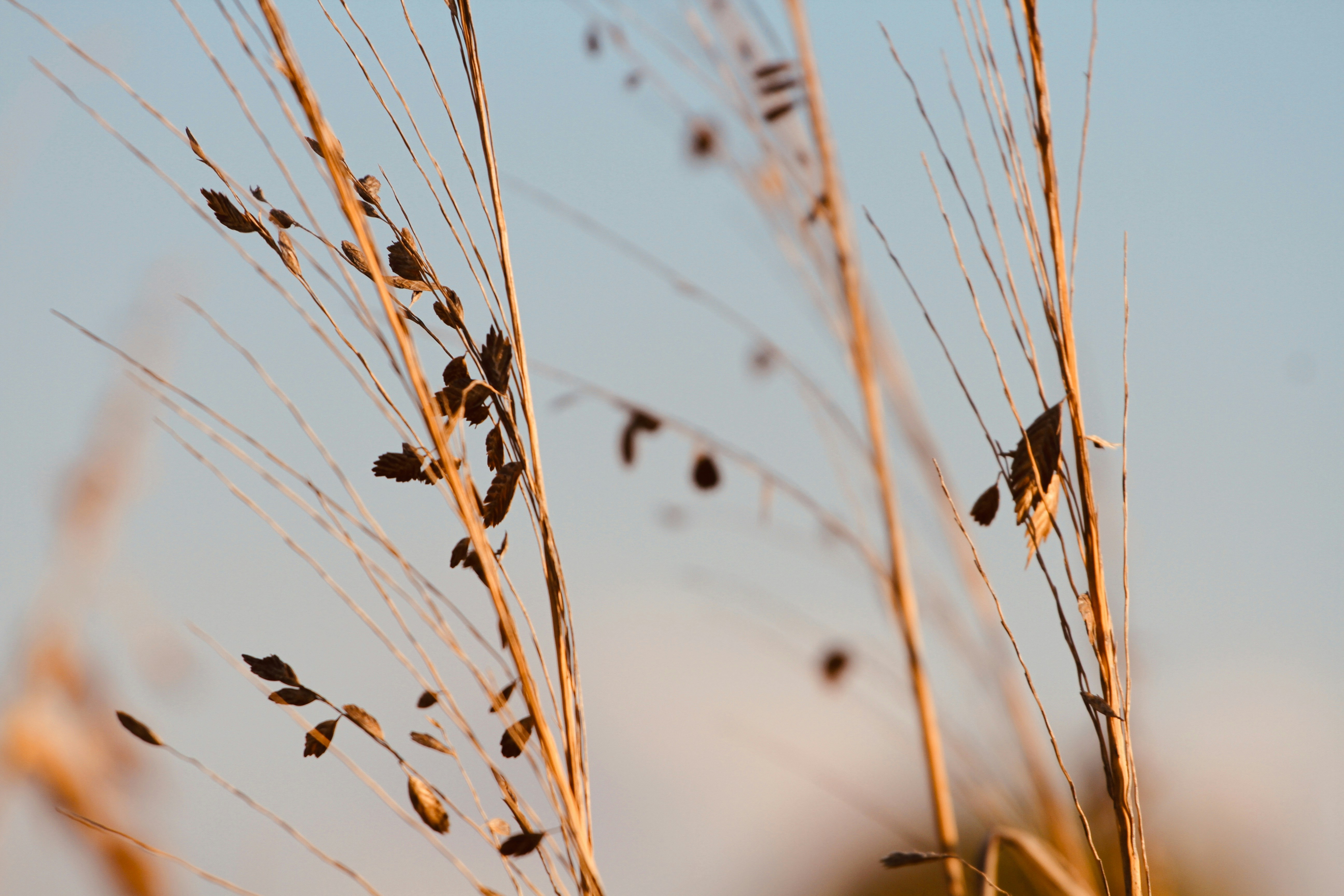 Delicate dried grasses swaying gently against a soft blue sky, capturing the essence of nature's quiet beauty.
