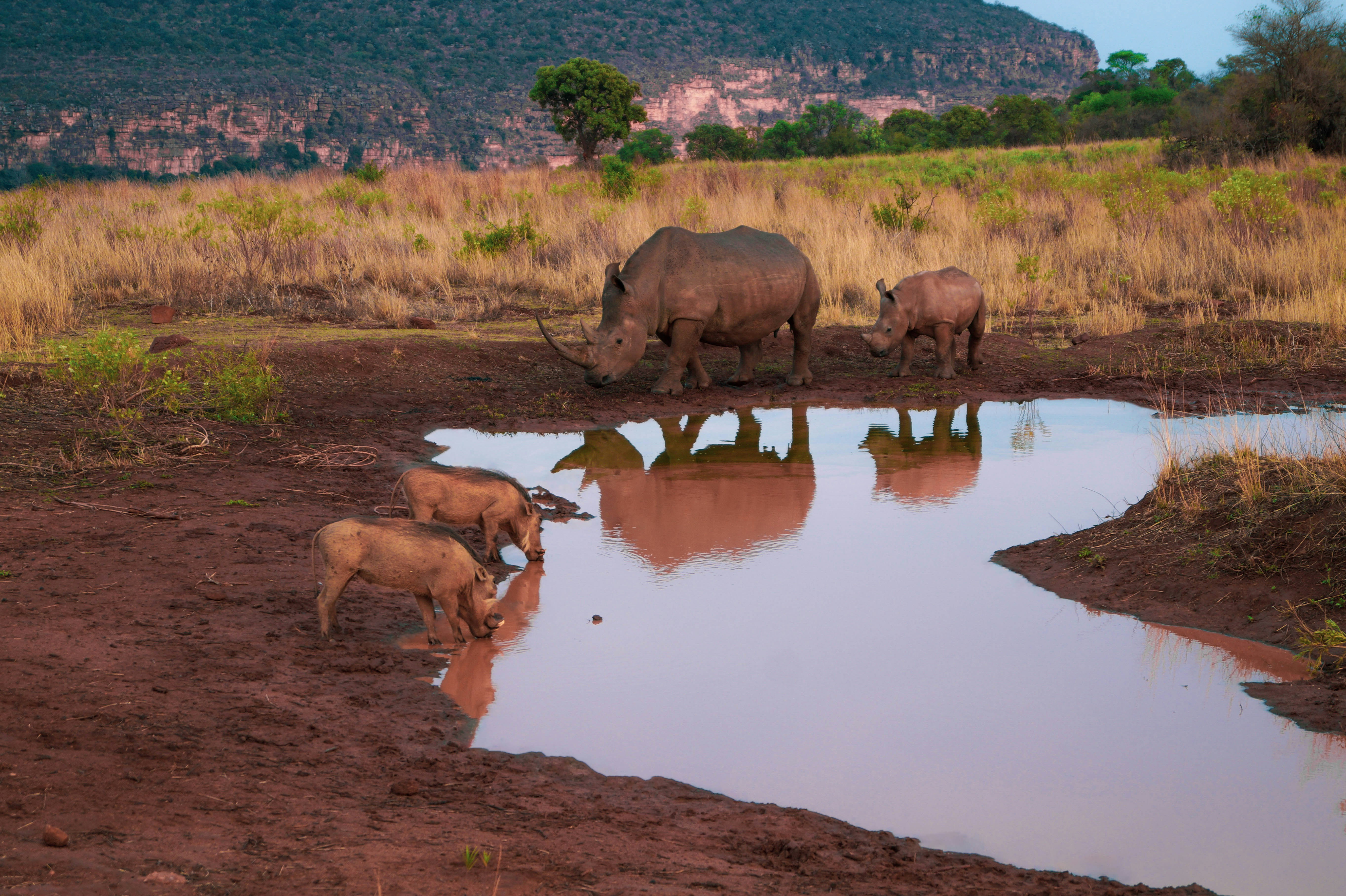 Waterhole Reverie: A Mother Rhino and Calf at Dusk