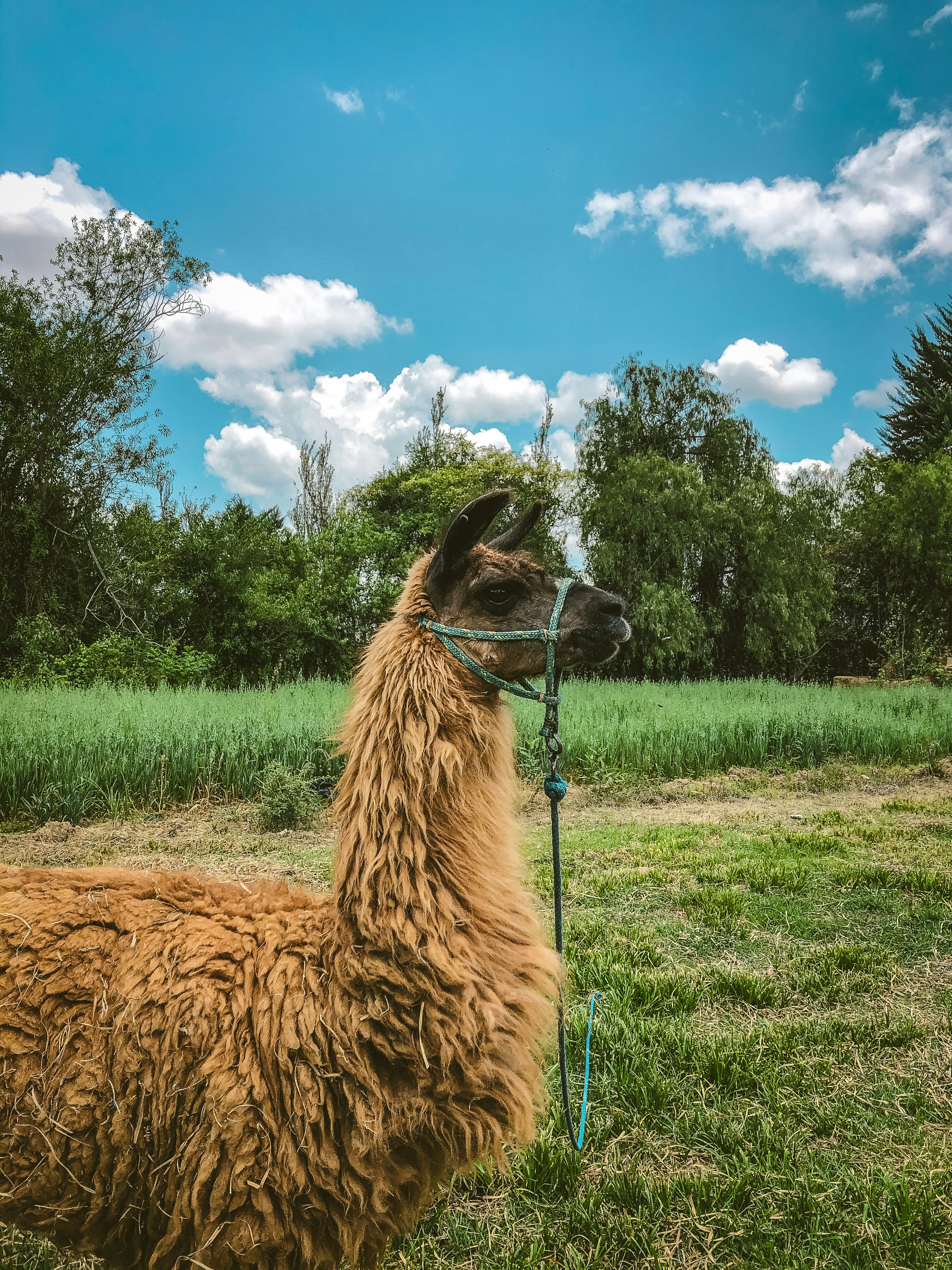 Alpaca in a Sunlit Field Under a Vibrant Sky