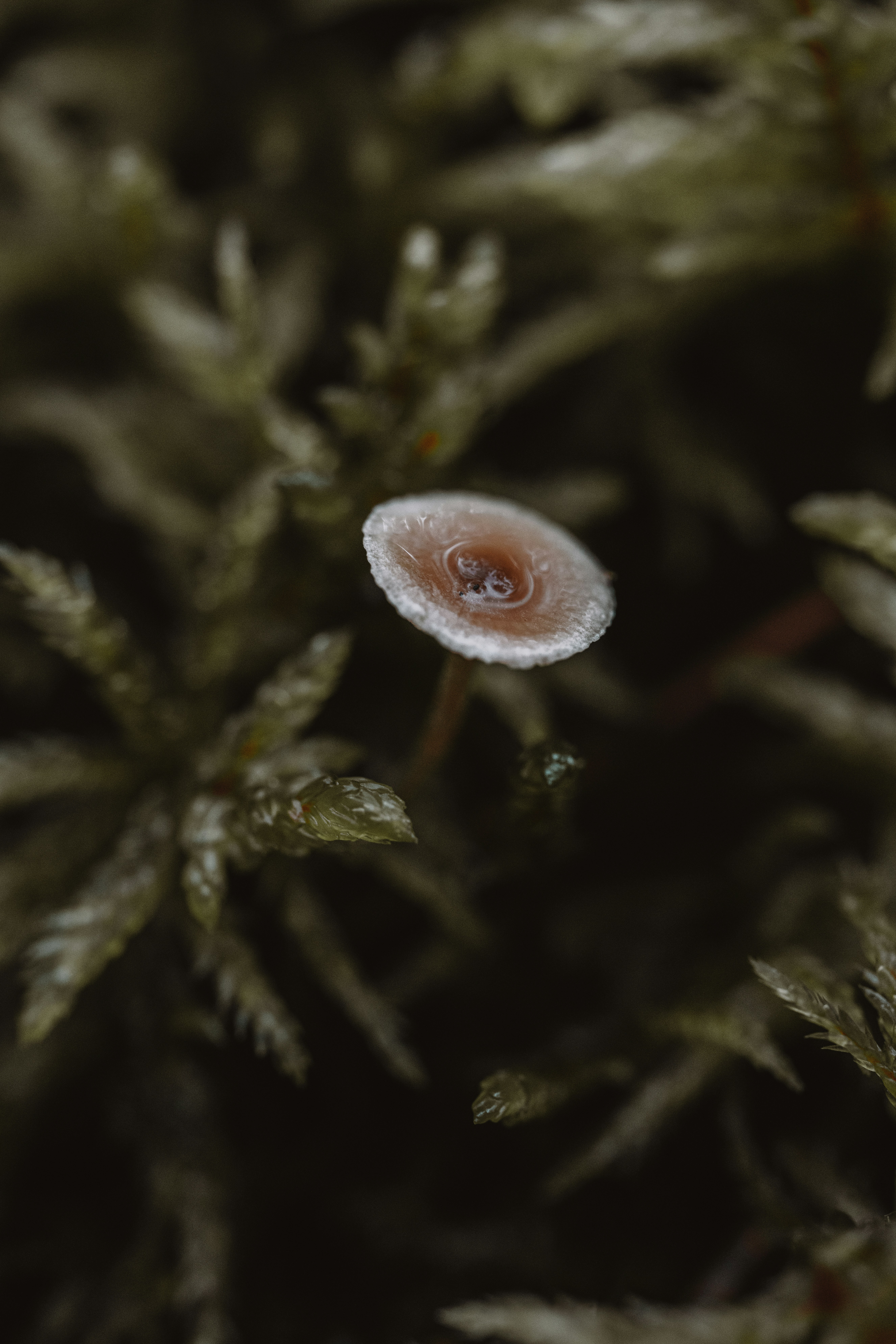 Frost-kissed Pink Mushroom in a Mossy Quiet