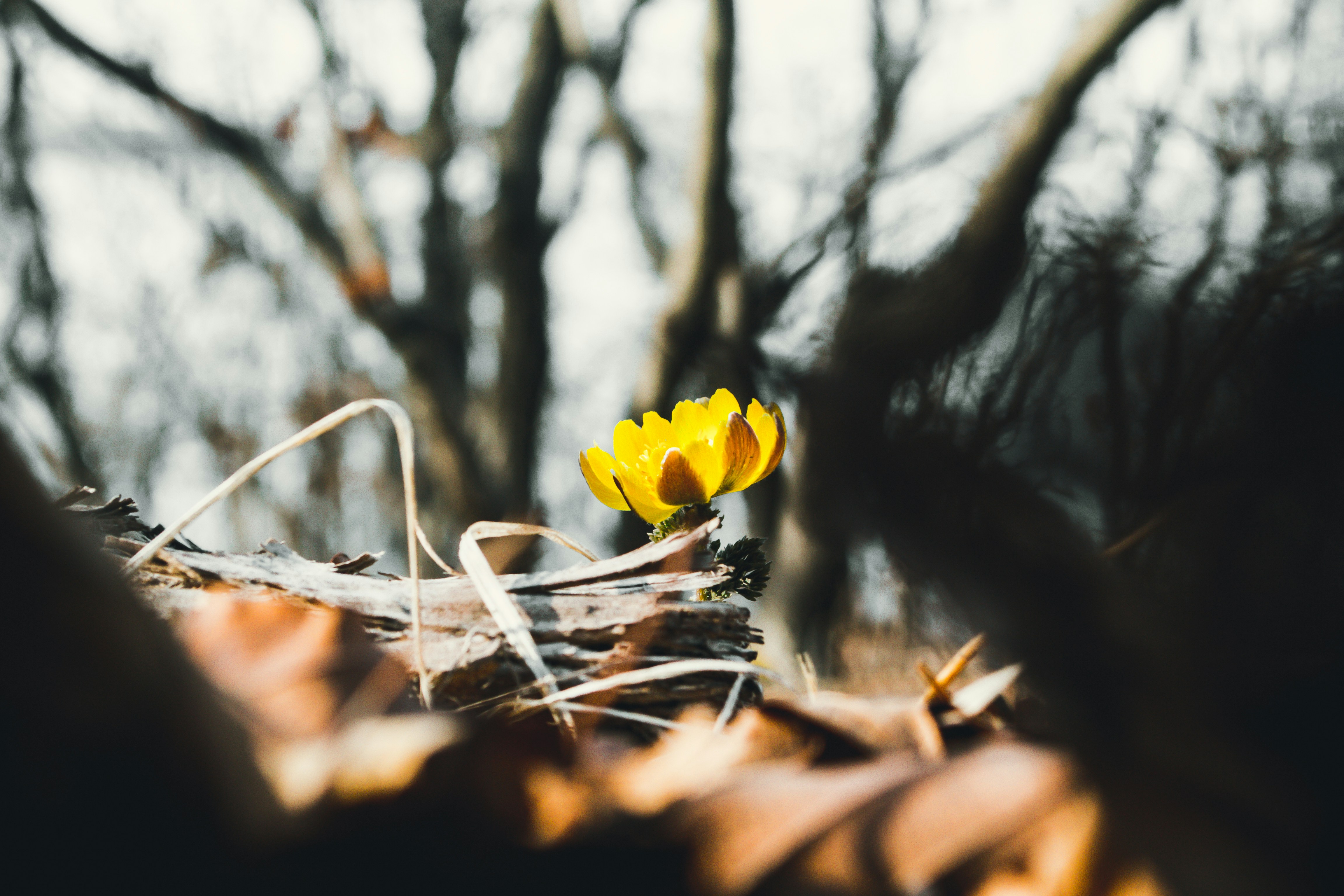 Solitary Yellow Crocus Pierces the Autumn Leaf Carpet