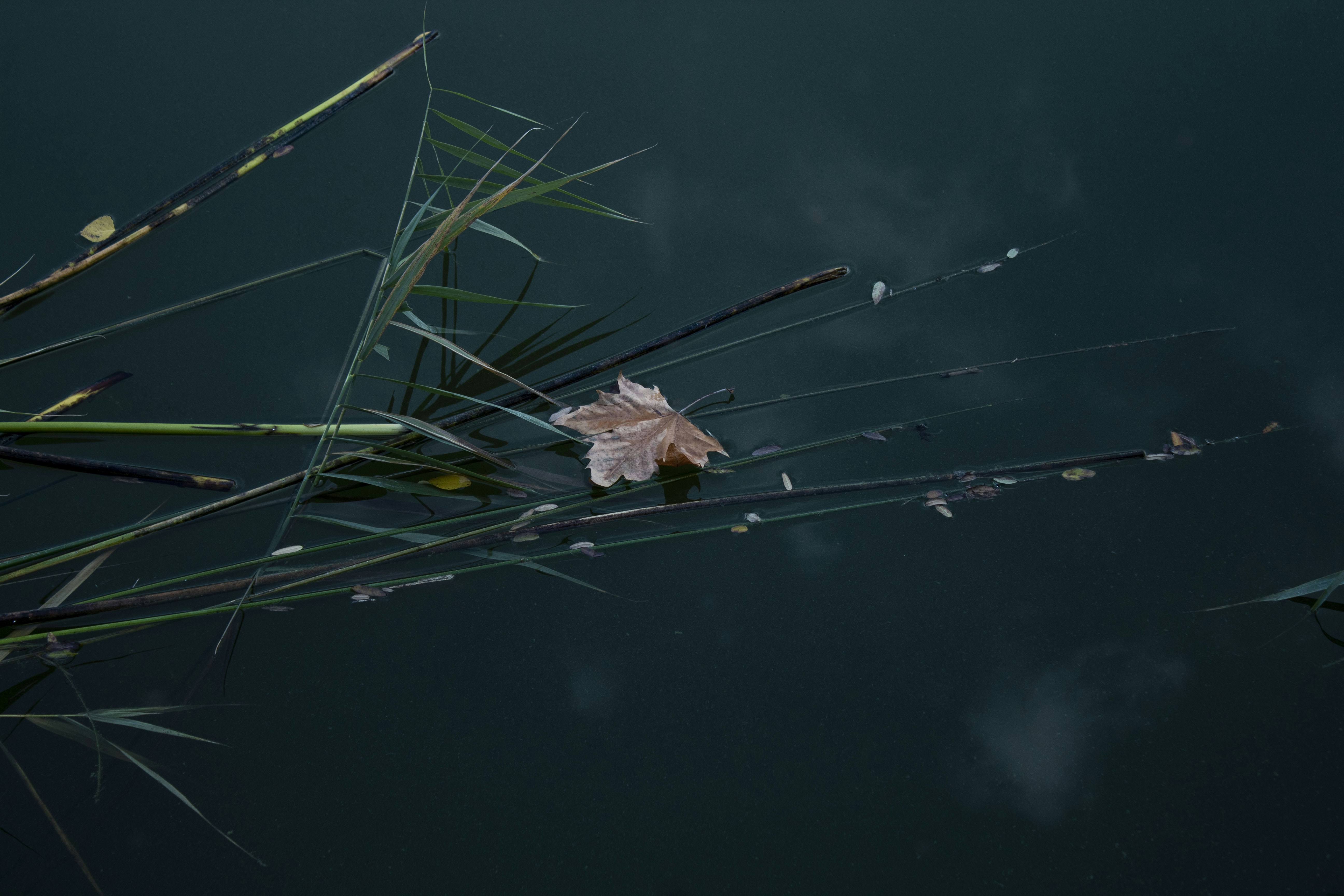 Silent Reed: A single leaf adrift among shoreline reeds