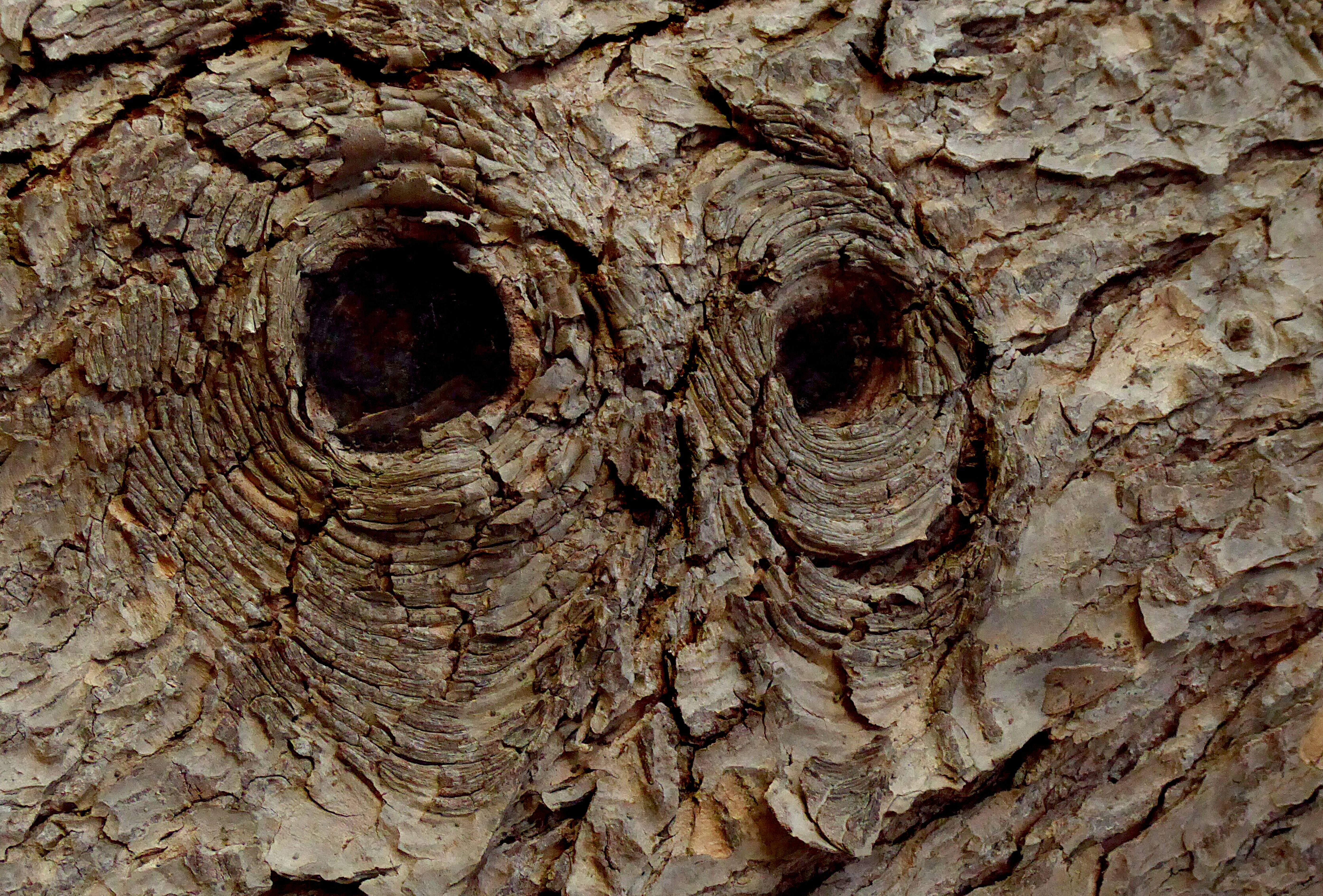 Close-up of textured tree bark resembling two eyes, highlighting the intricate patterns and natural artistry of wood. 