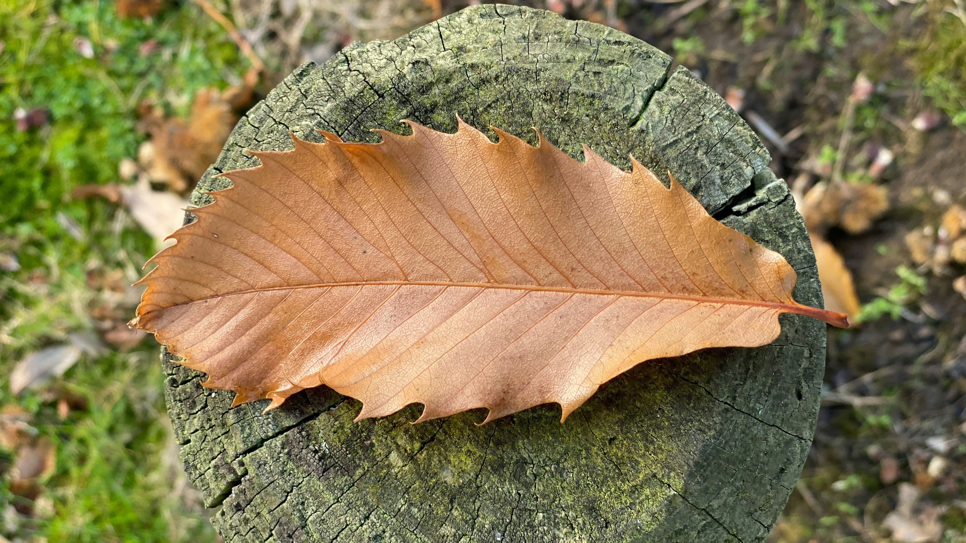 Copper Serrations on a Mossy Stage: Leaf Resting on a Weathered Stump