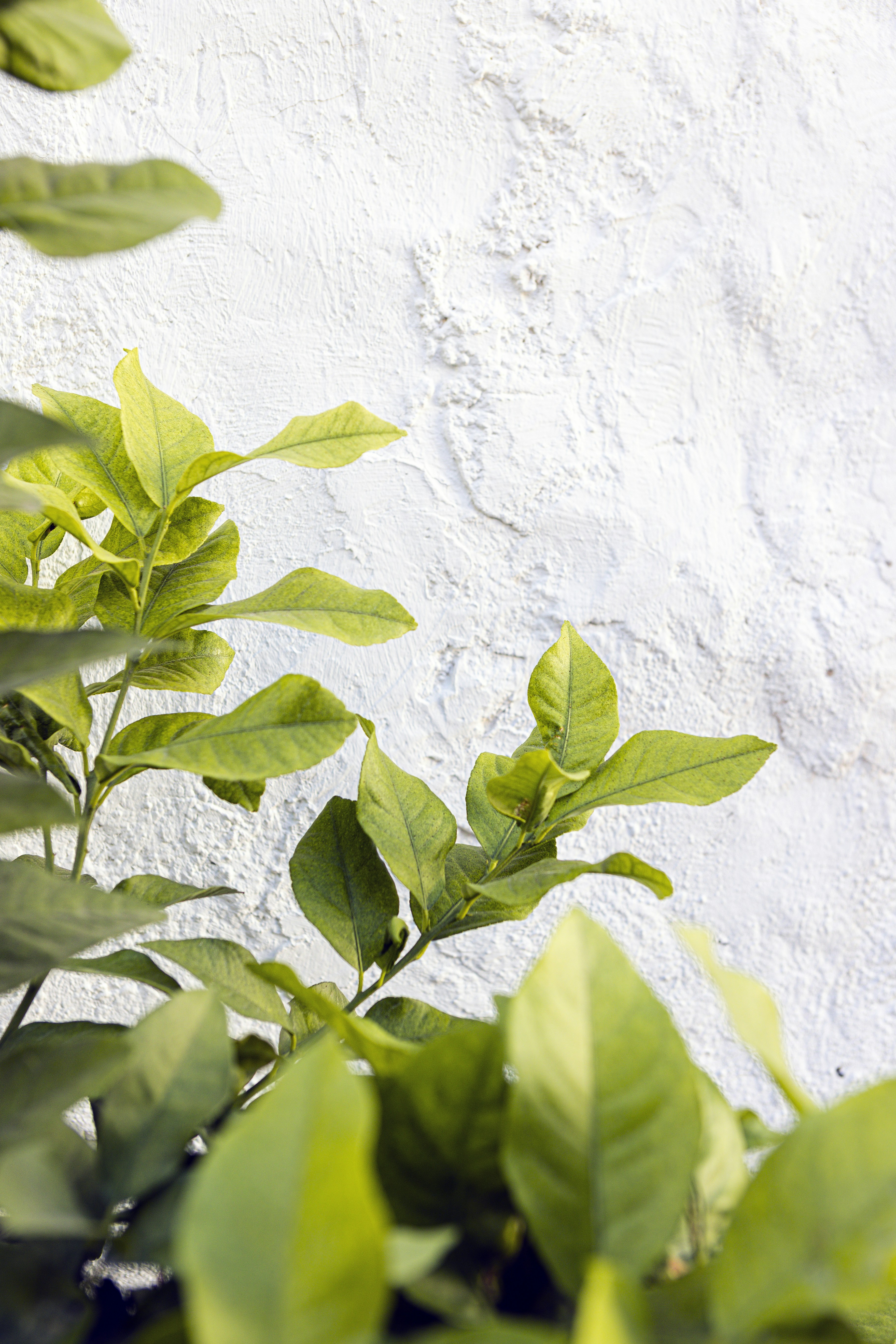Lemon tree leaves against a textured white wall.