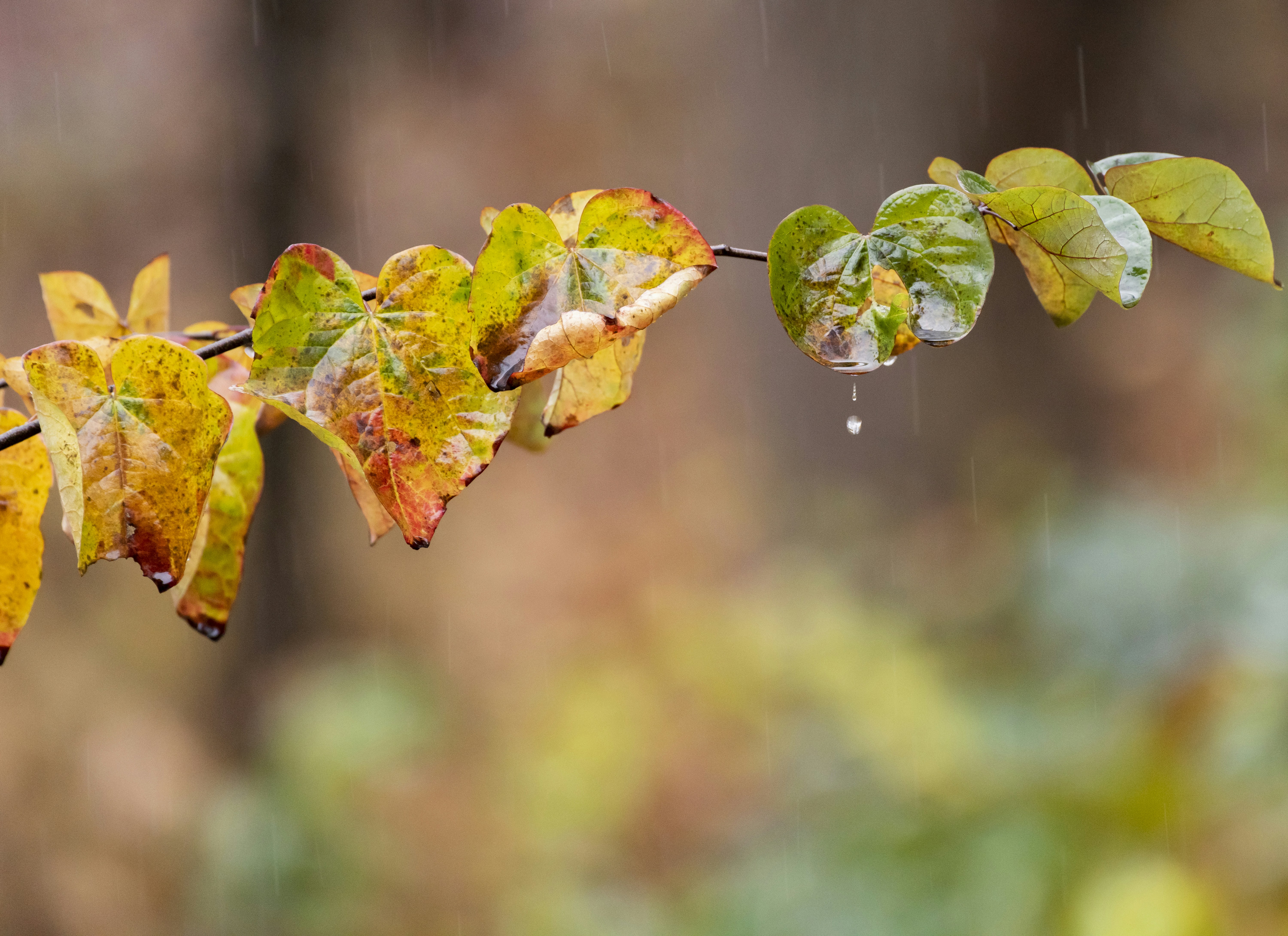 Rain-Kissed Autumn Leaves on a Slim Vine