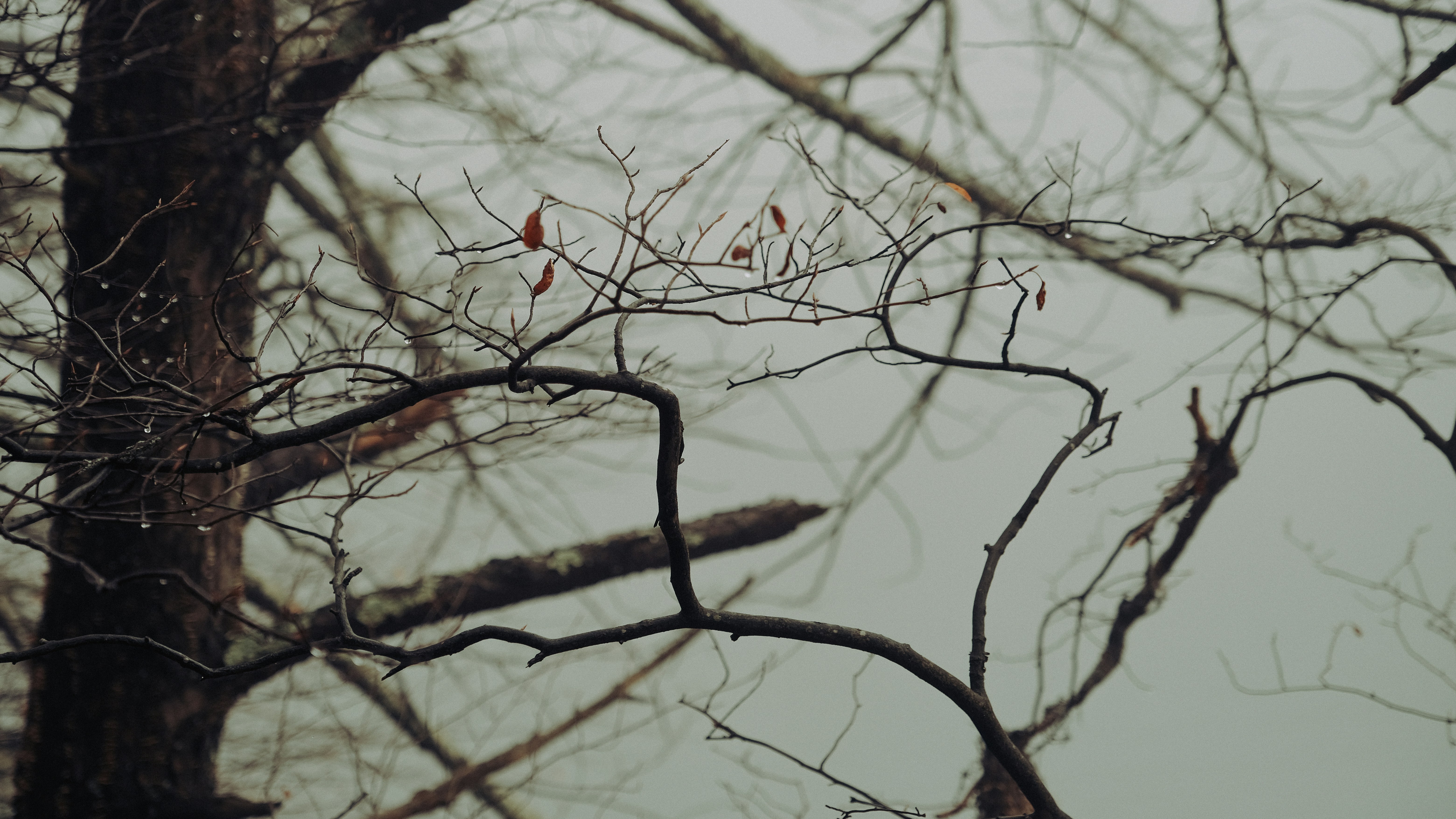 Bare Branches in a Quiet Winter Orchard