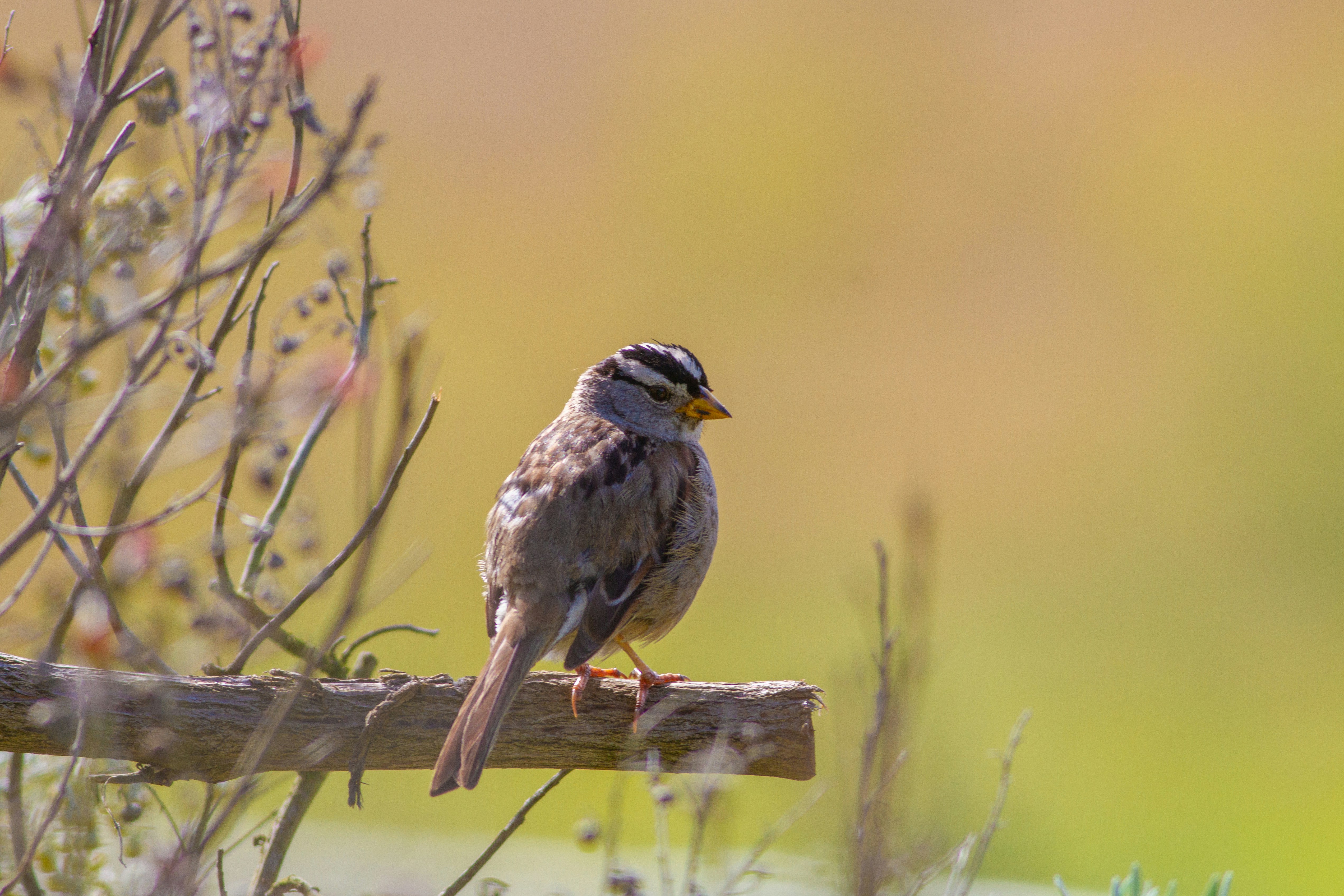 A white-crowned sparrow perched on a rustic branch amidst soft, blurred vegetation. The serene backdrop enhances the bird's delicate features.