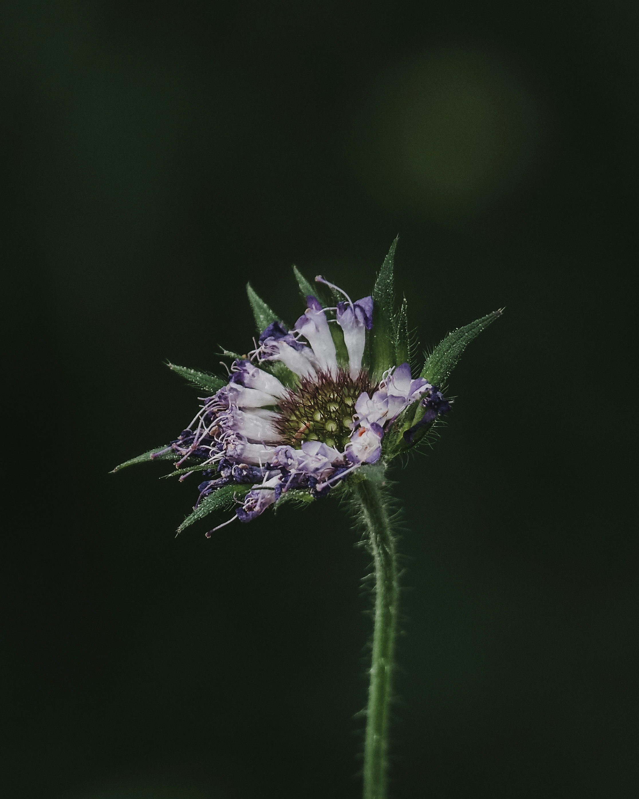 A single flower bud with purple-trost petals emerges from a green stem against a deep, unobtrusive backdrop. Macro detail highlights delicate textures and fine hairs; this is a botanical close-up.