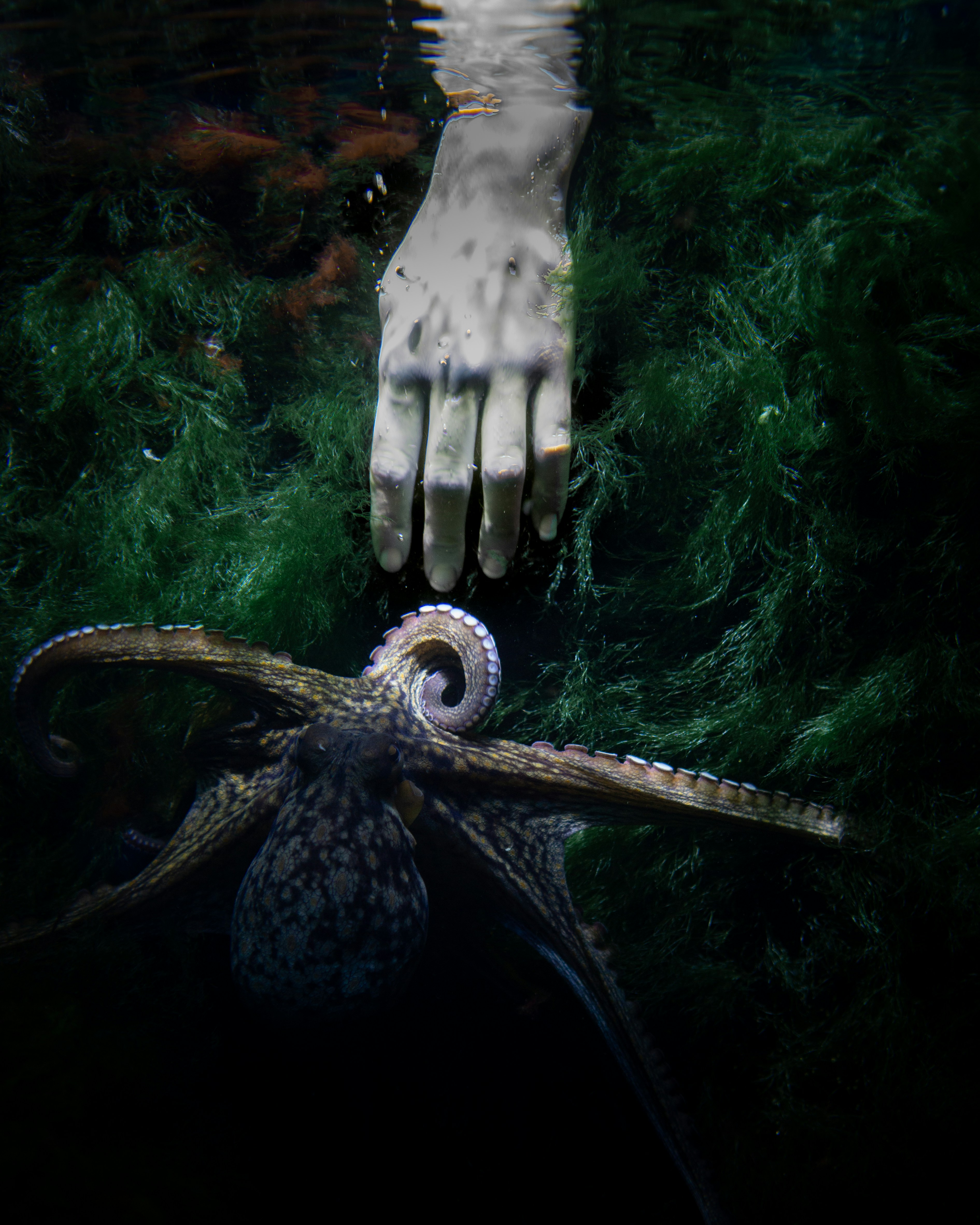 Underwater Convergence: A Pale Hand Reaches Toward a Spiraled Octopus