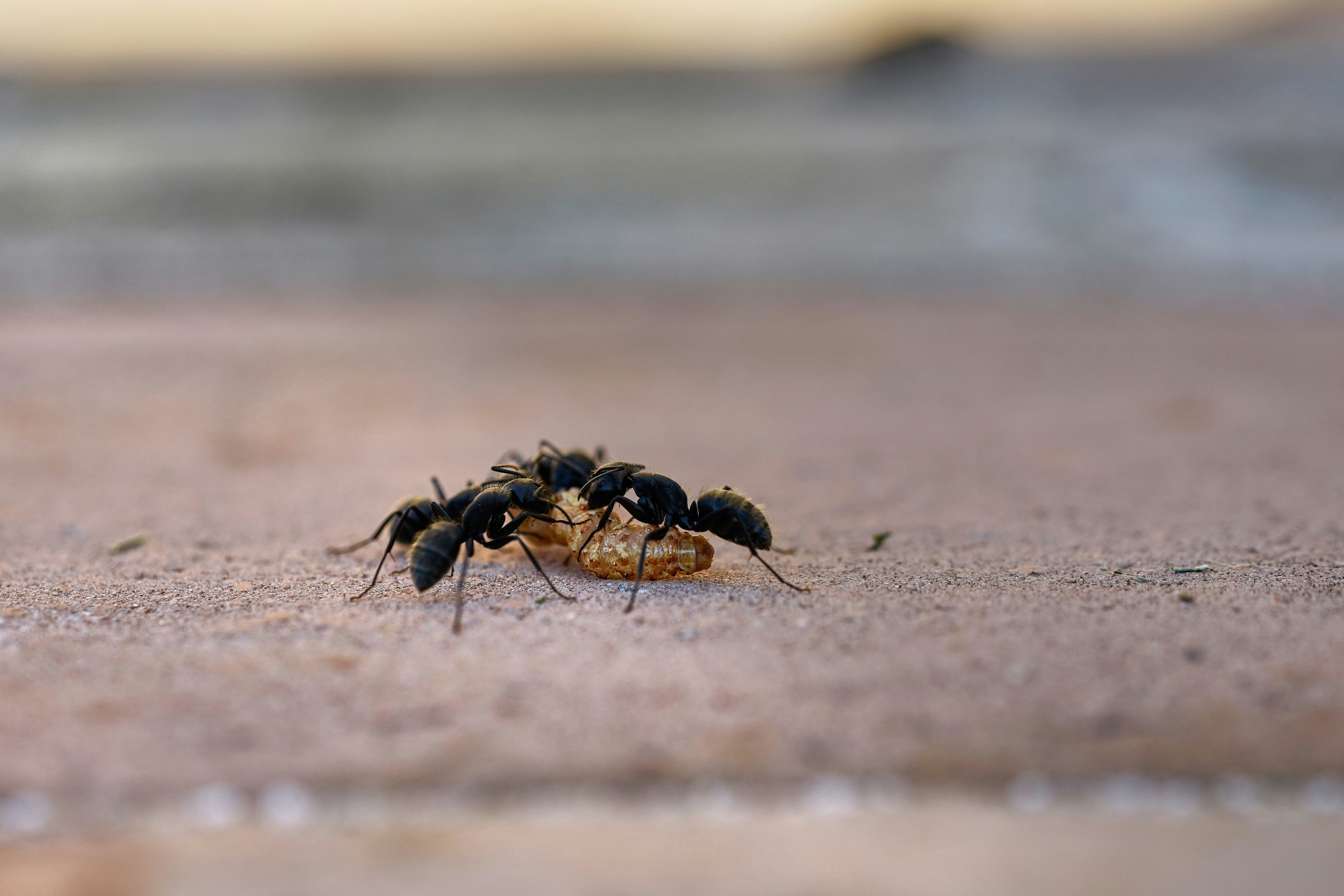 Beachbound Burden: Ants Carrying the Tiny Prize Across Sunlit Sand