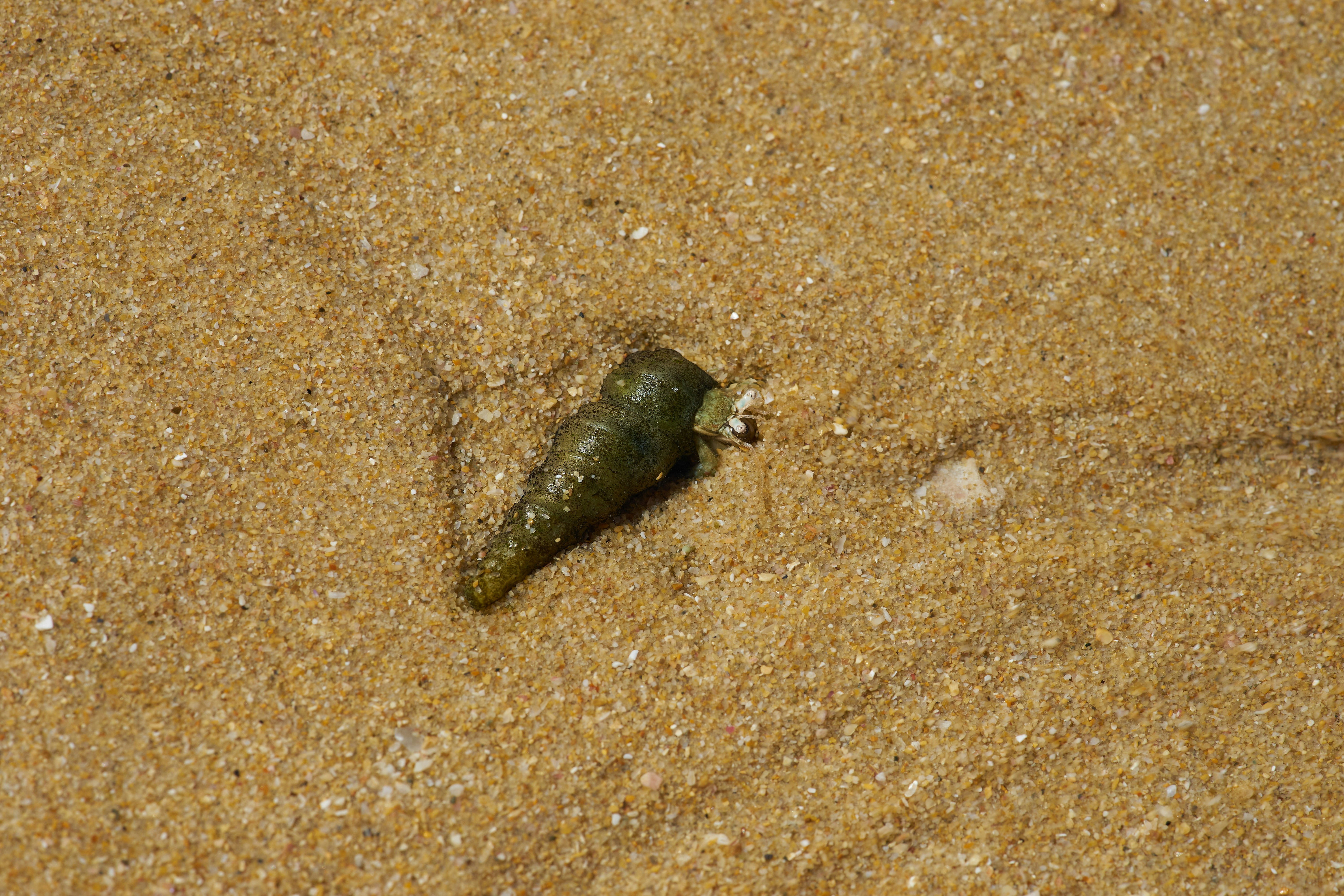 green sea creature on brown sand photo – Free Invertebrate Image on ...