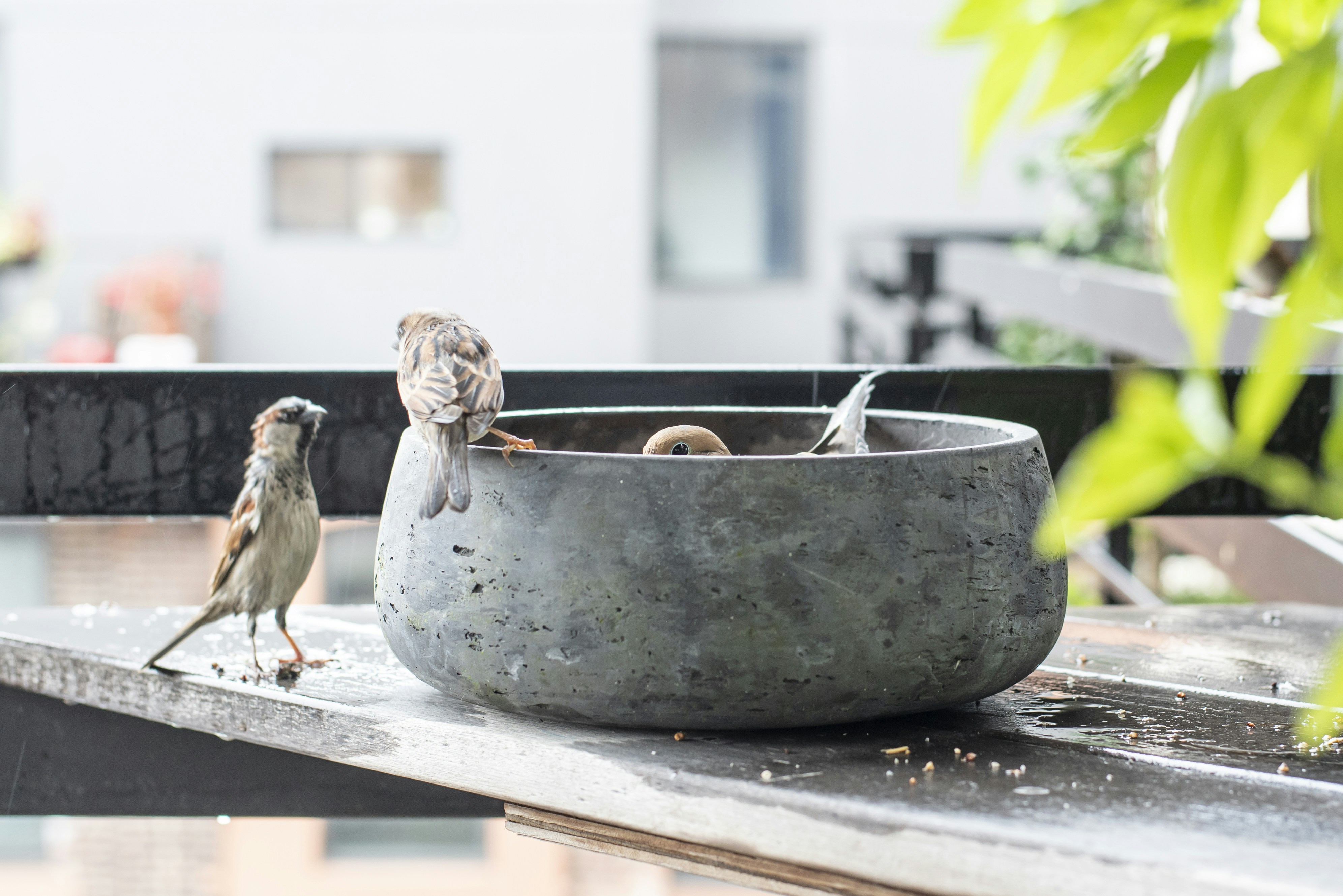 Two small birds perched near a shallow bowl on a balcony, surrounded by greenery. The scene captures a moment of tranquility in an urban setting.