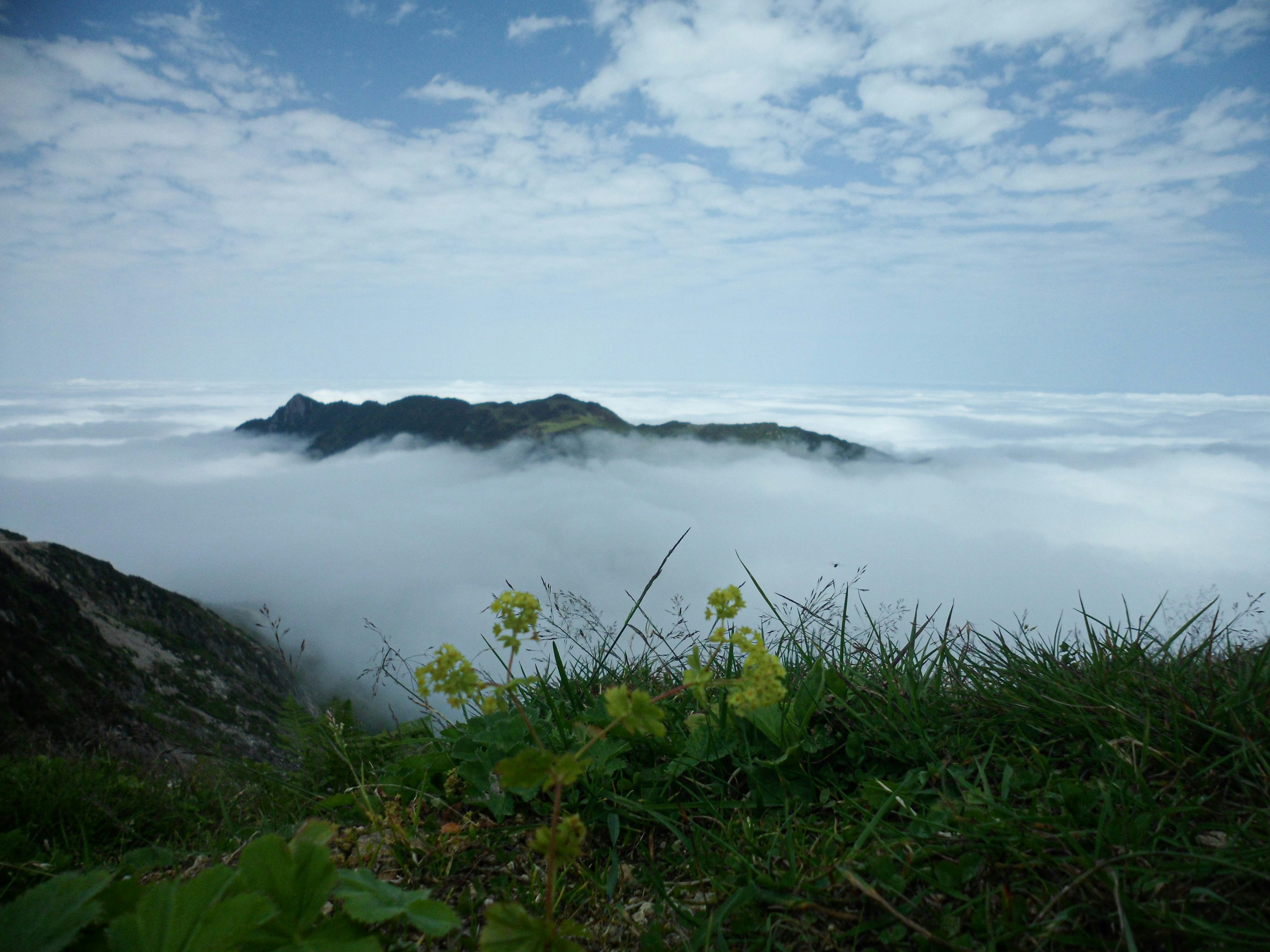Mountain peak emerging through a blanket of clouds with wildflowers in the foreground under a partly cloudy sky.