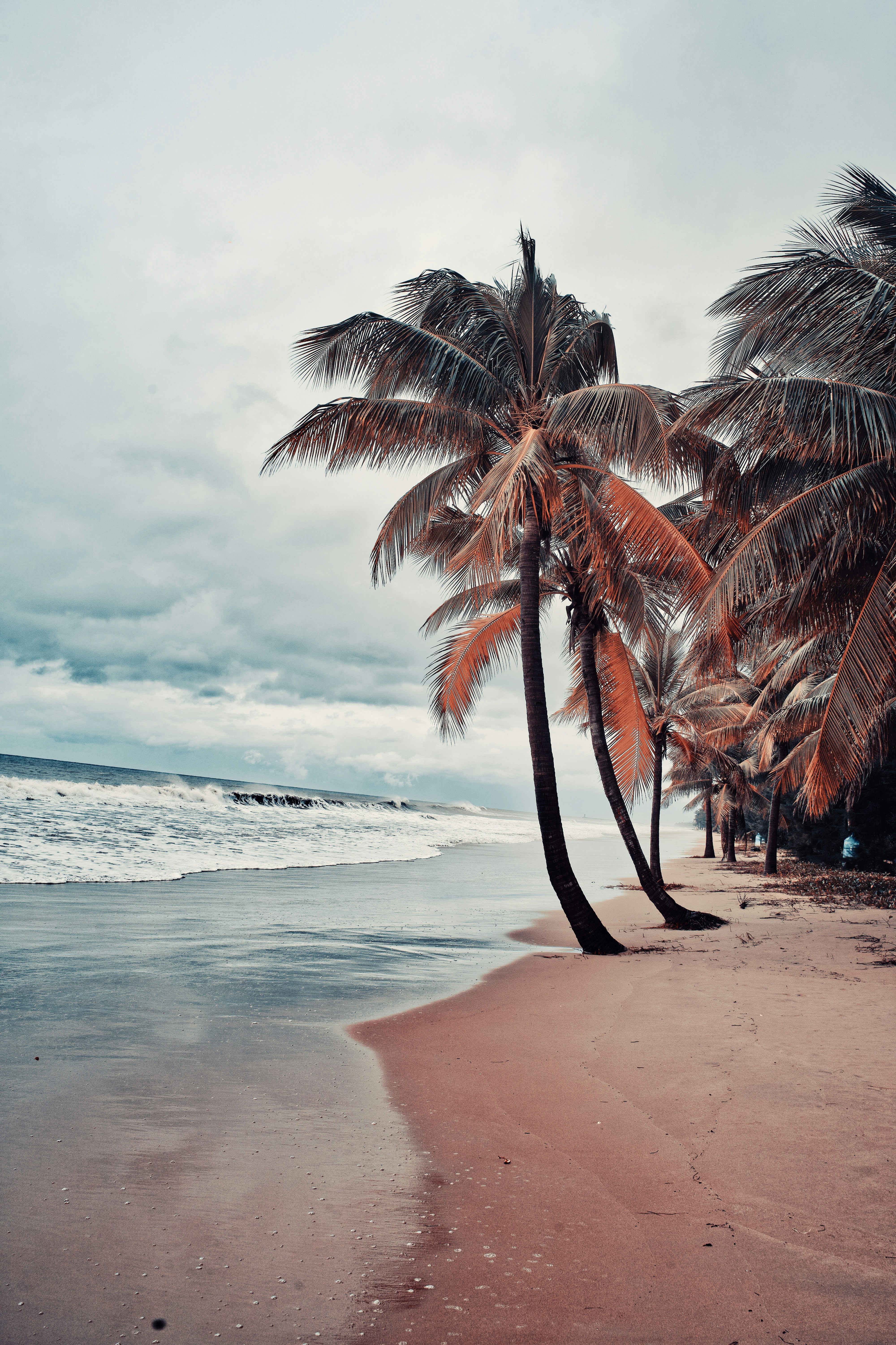 Beach Palm Trees Tumblr