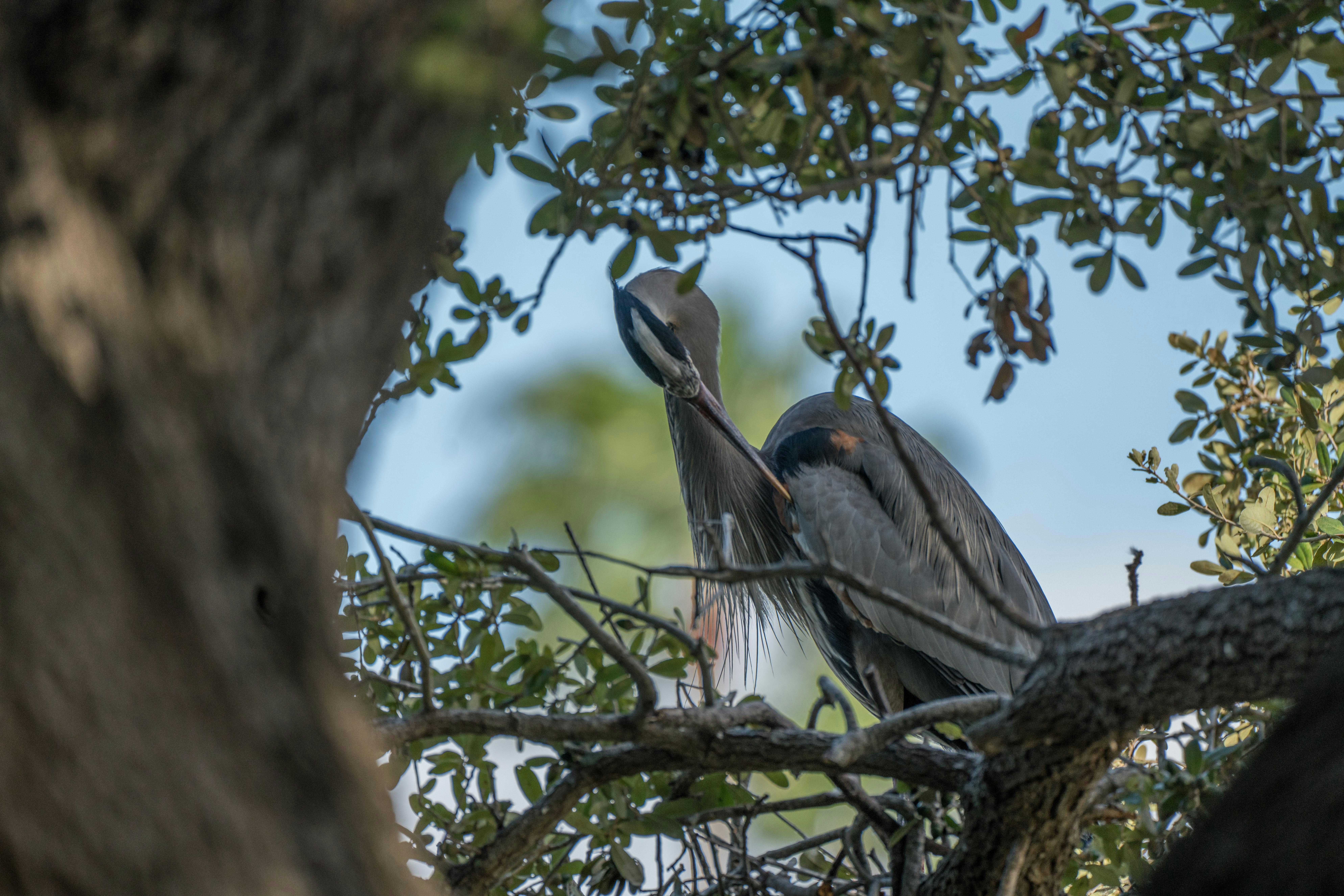 Two Herons in a Leafy Overlook