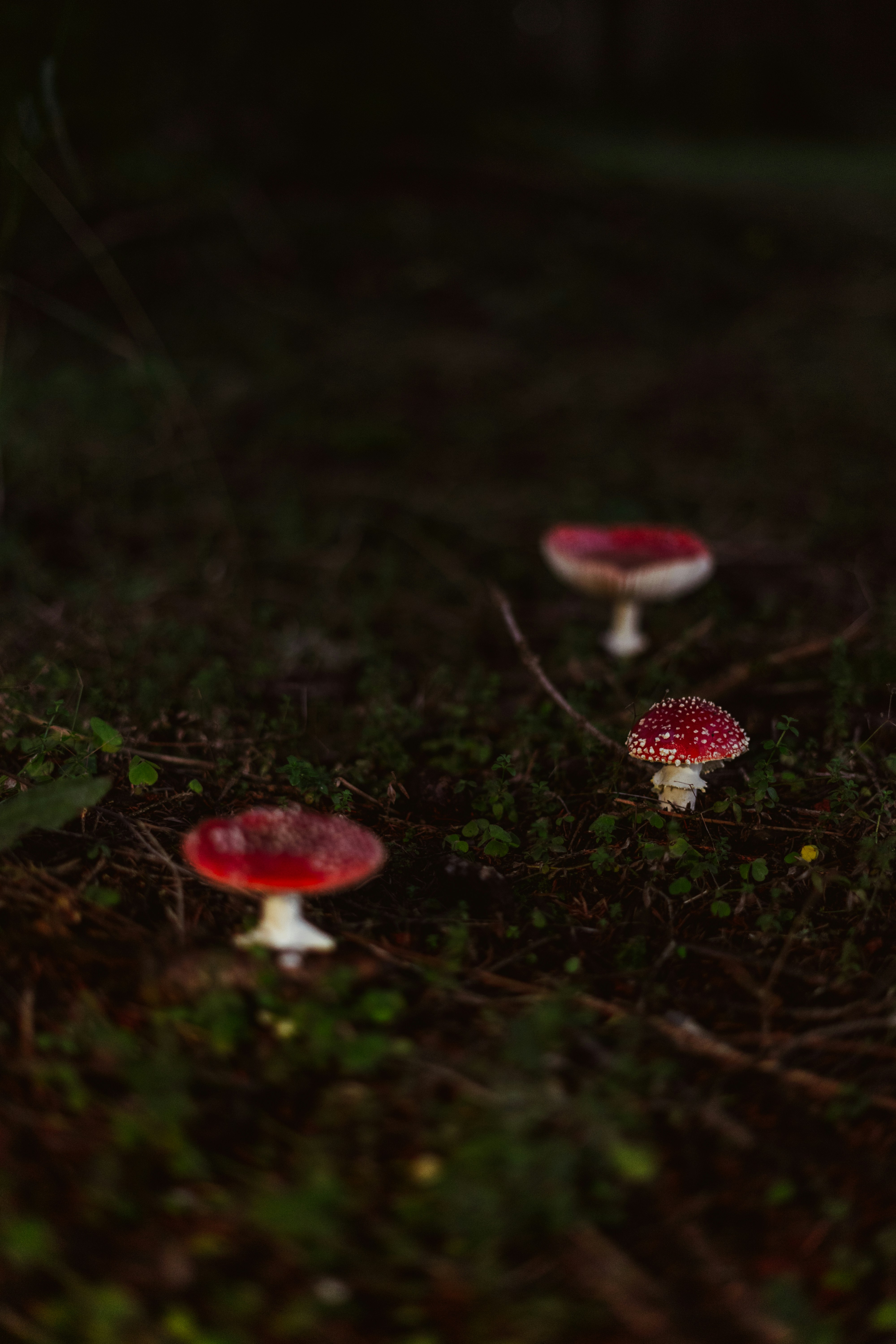 Red Starfall: trio of toadstools in dusk-lit forest floor