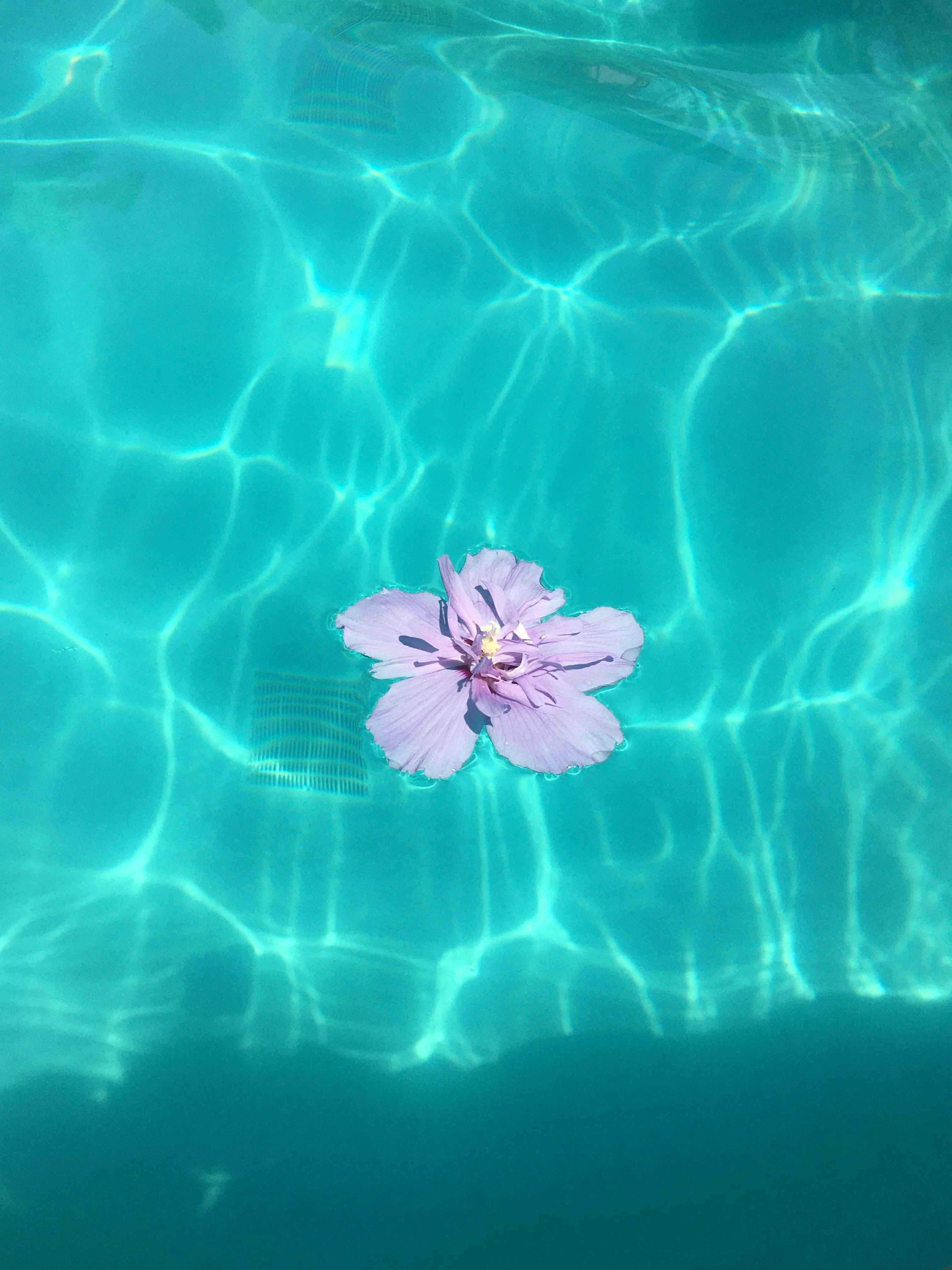 blue and white flower on water
