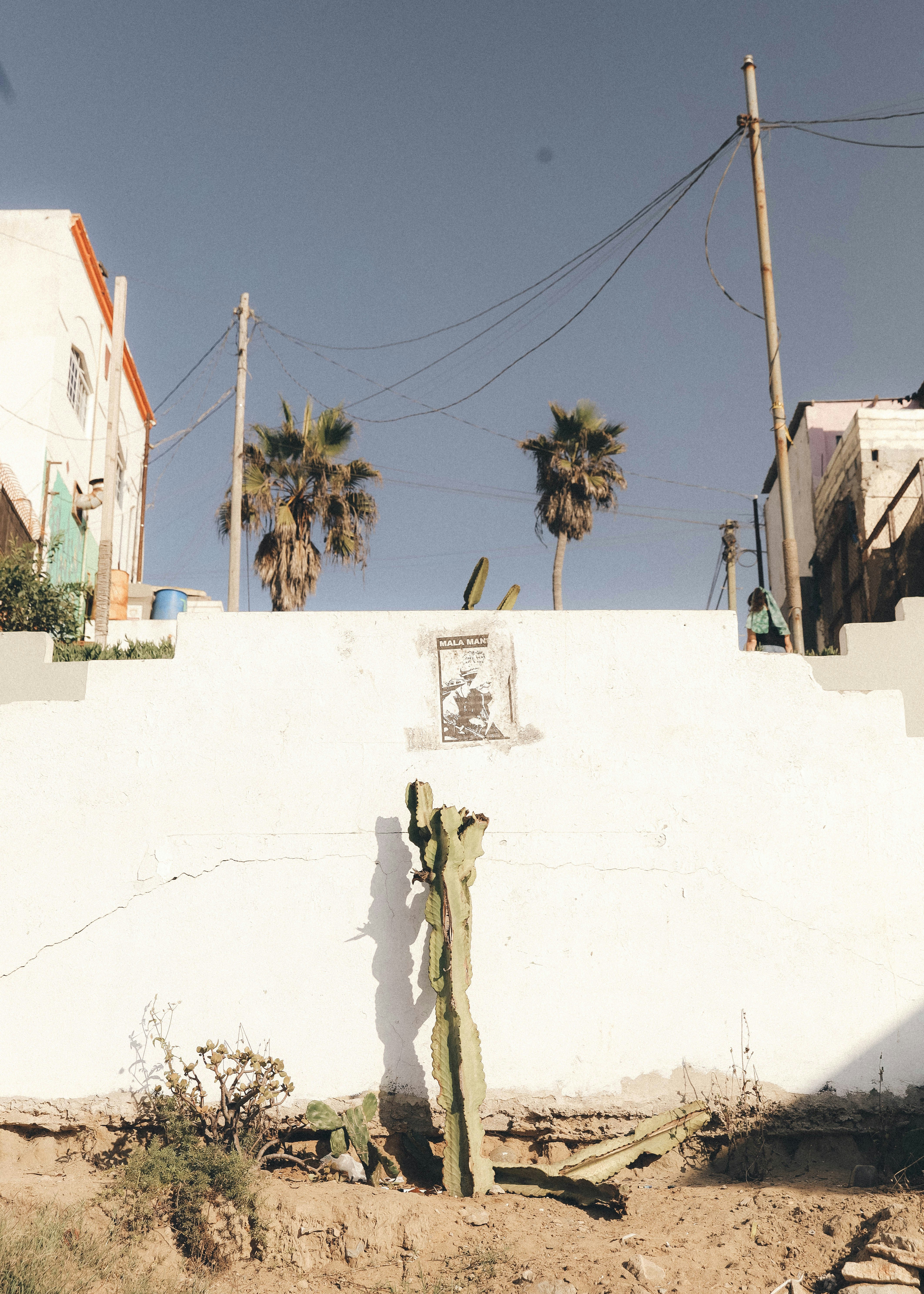 Cactus Sentinel Over a Sun-Washed White Wall Beneath Palm-Line Skies