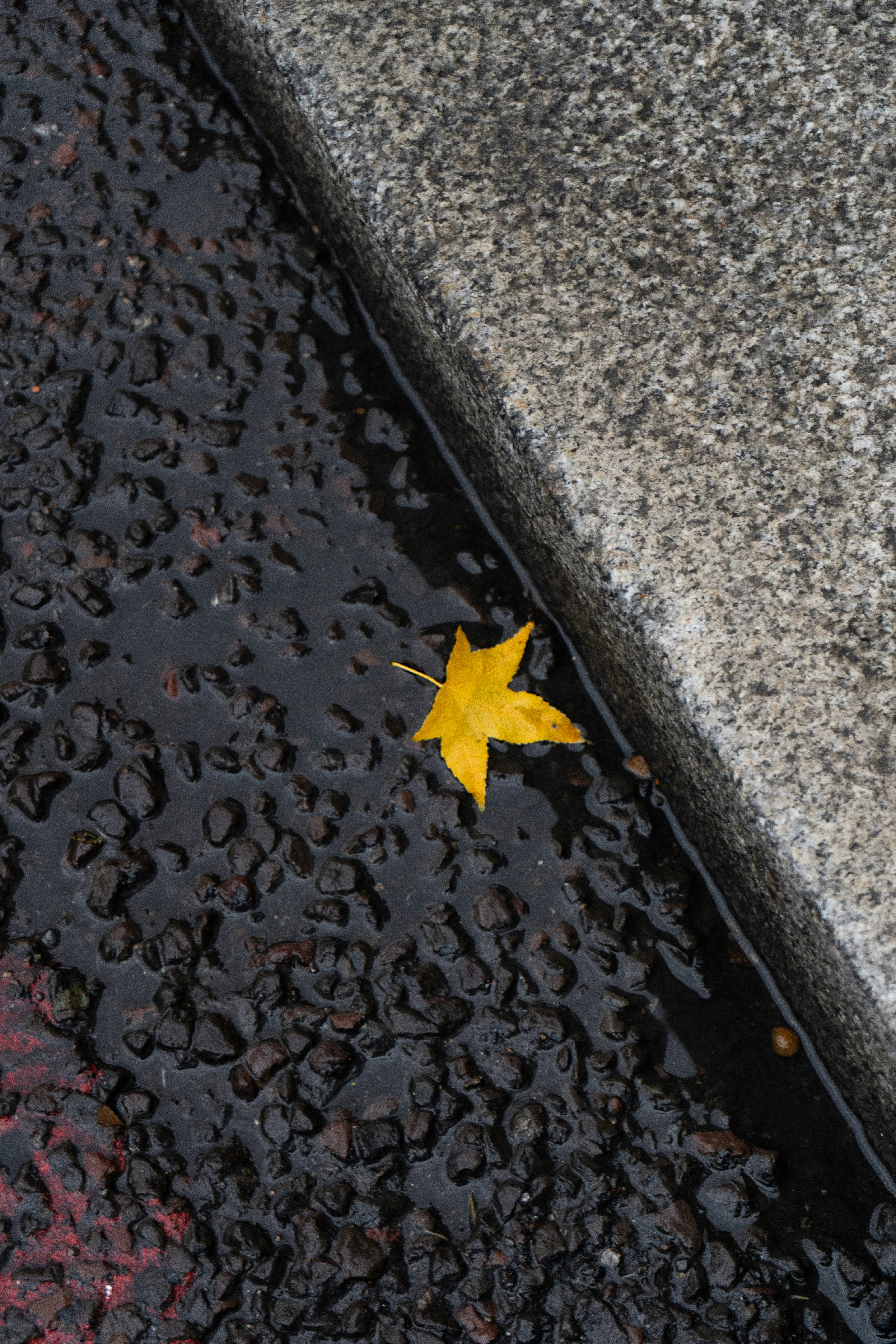 Single yellow maple leaf resting in a puddle beside a textured stone curb.