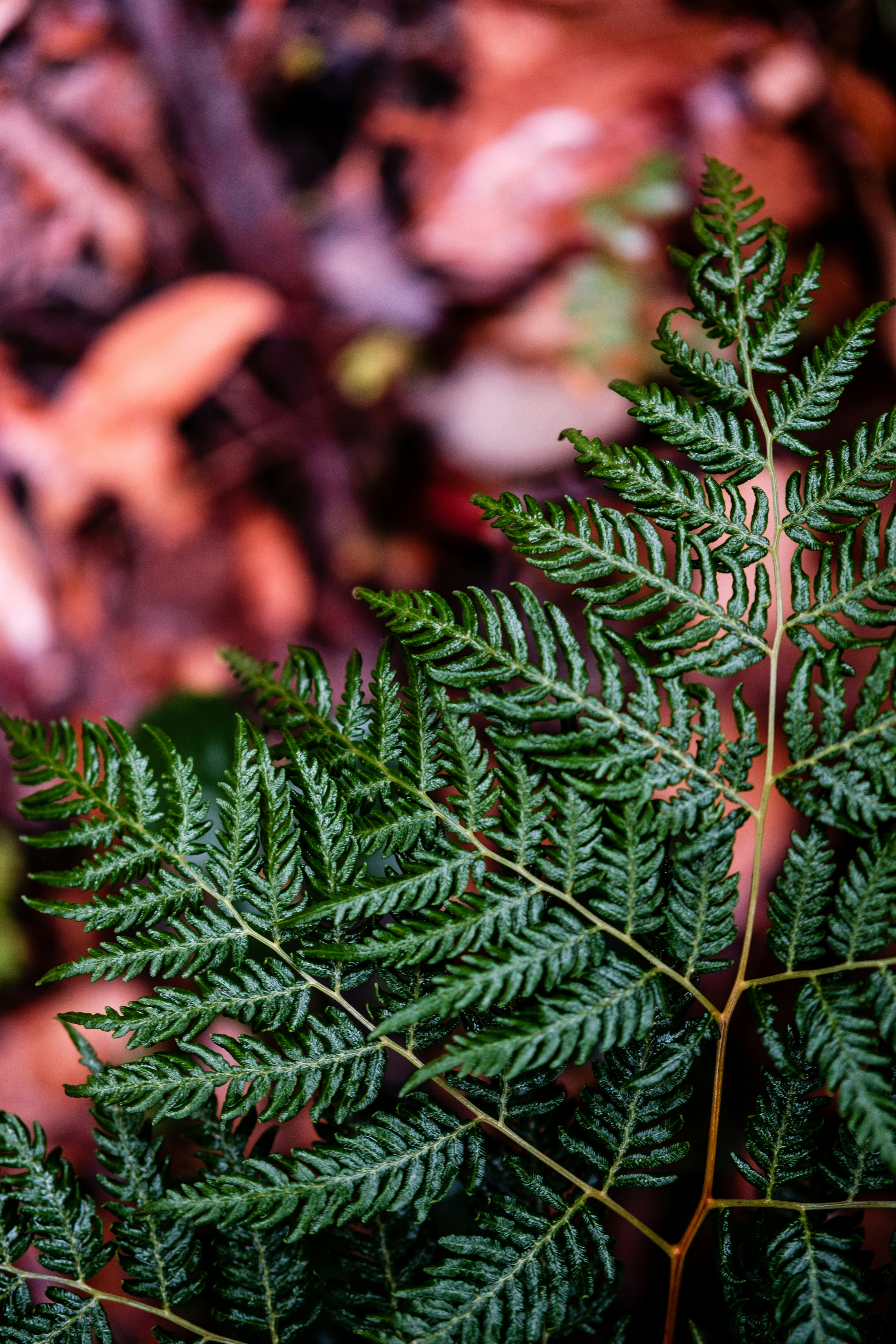 Bulkan Evcimen (@bulkan) | Komunitas Foto Unsplash