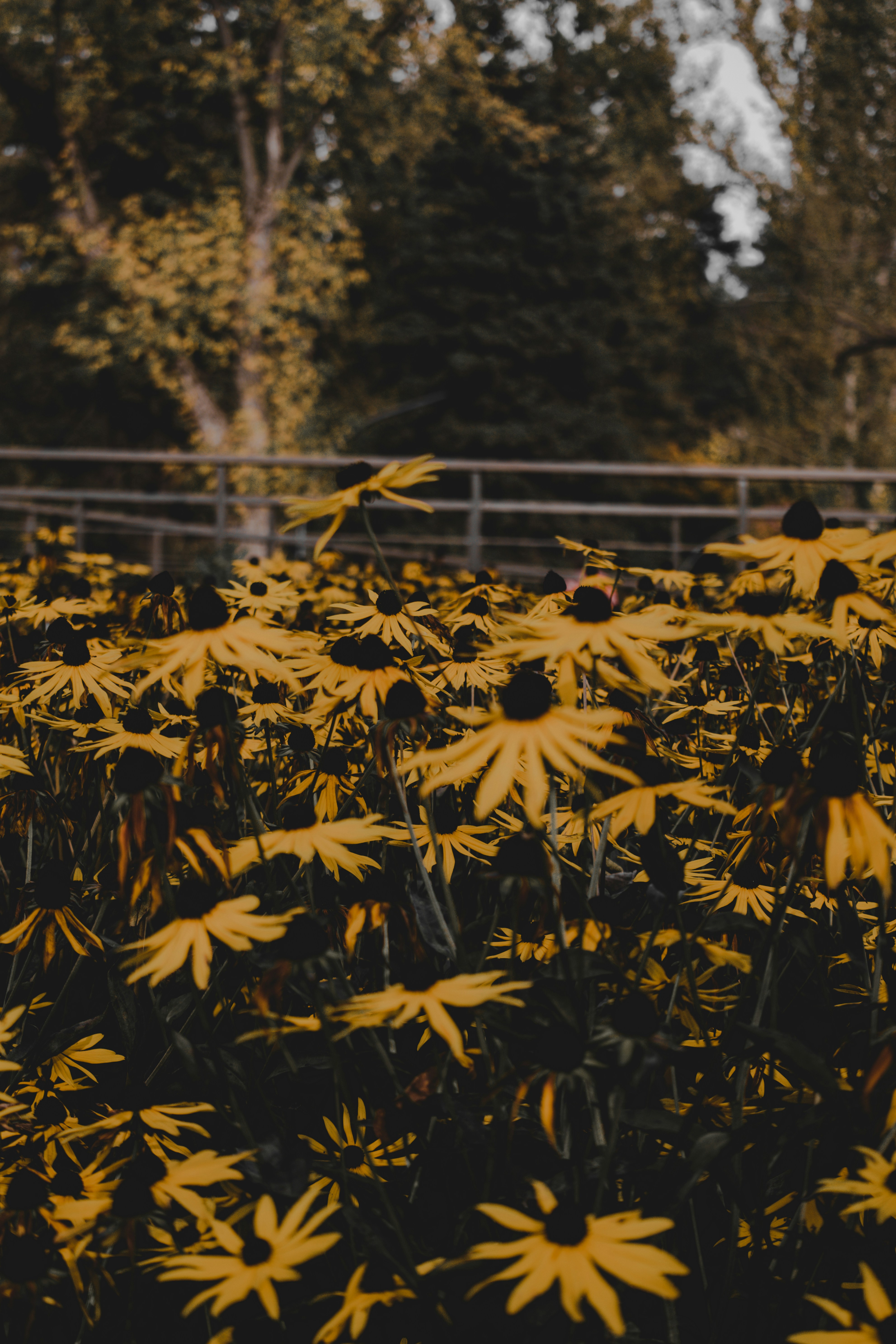 Sunlit Golden Veranda: A Sea of Black-Eyed Susans