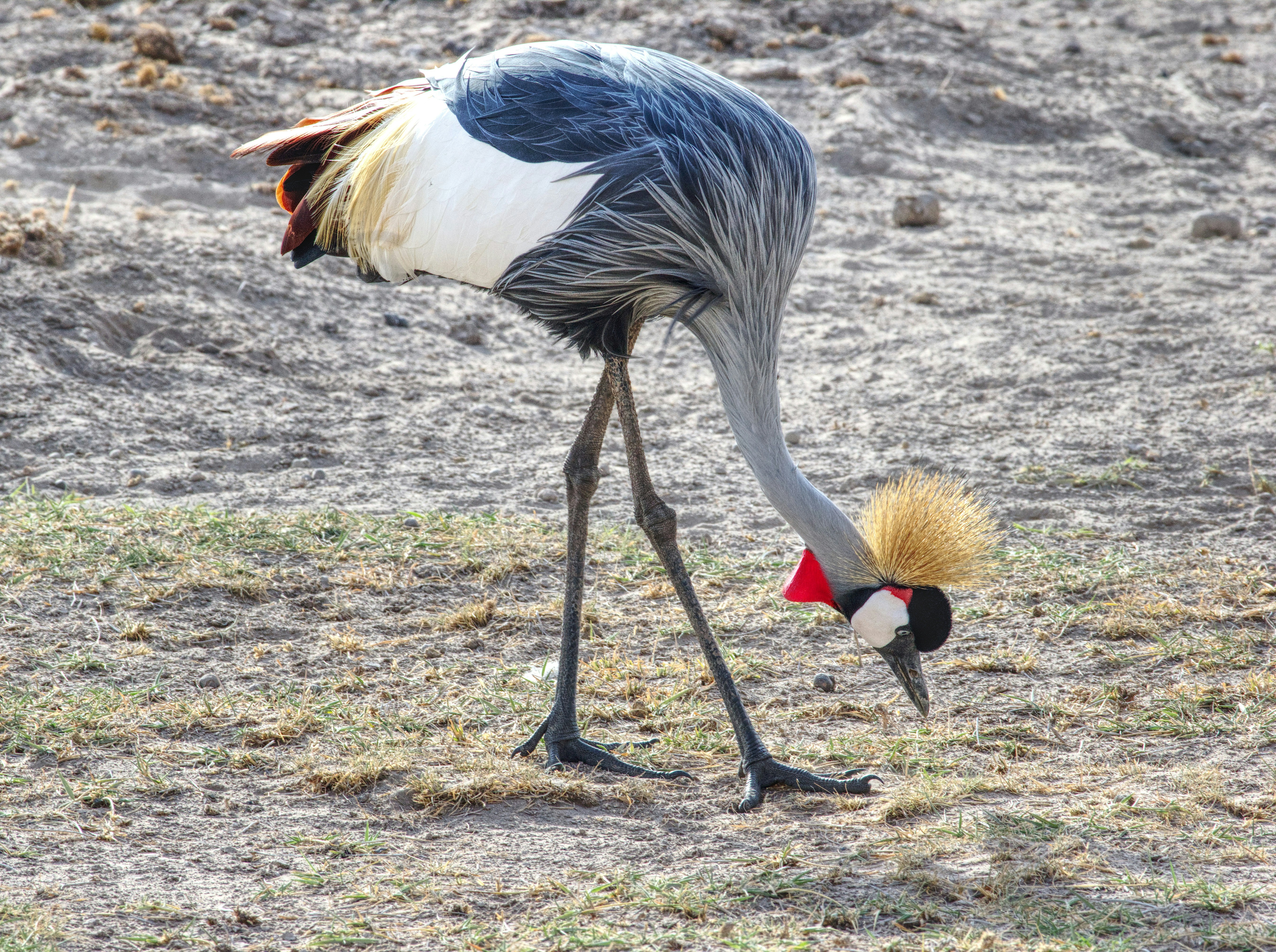 A grey crowned crane forages on dry, dusty ground, its distinctive golden crown and bold head pattern standing out against the arid backdrop. This photograph captures a natural behavior moment in a sparse landscape.