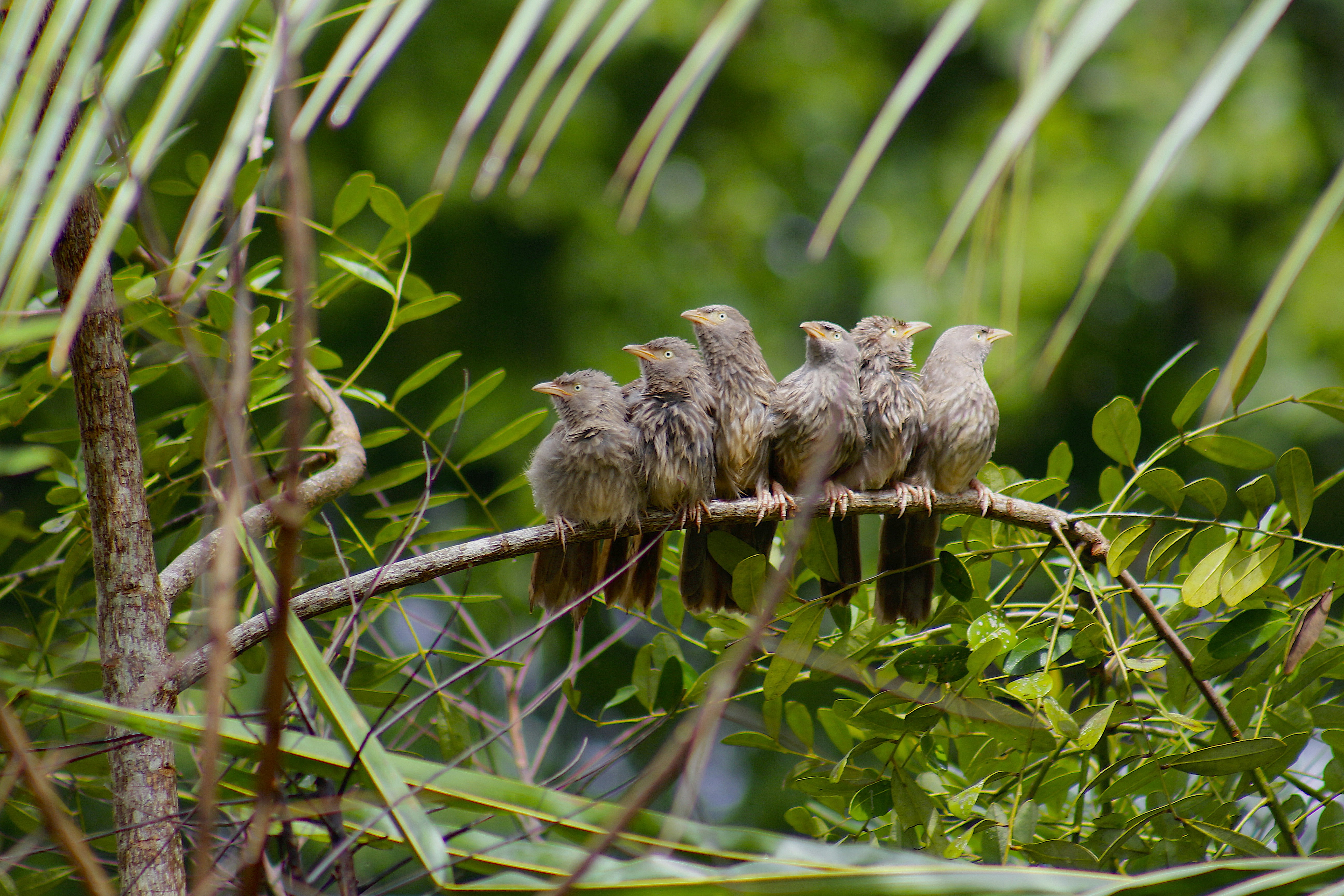 Quartet of Juvenile Warblers Perched on a Verdant Branch