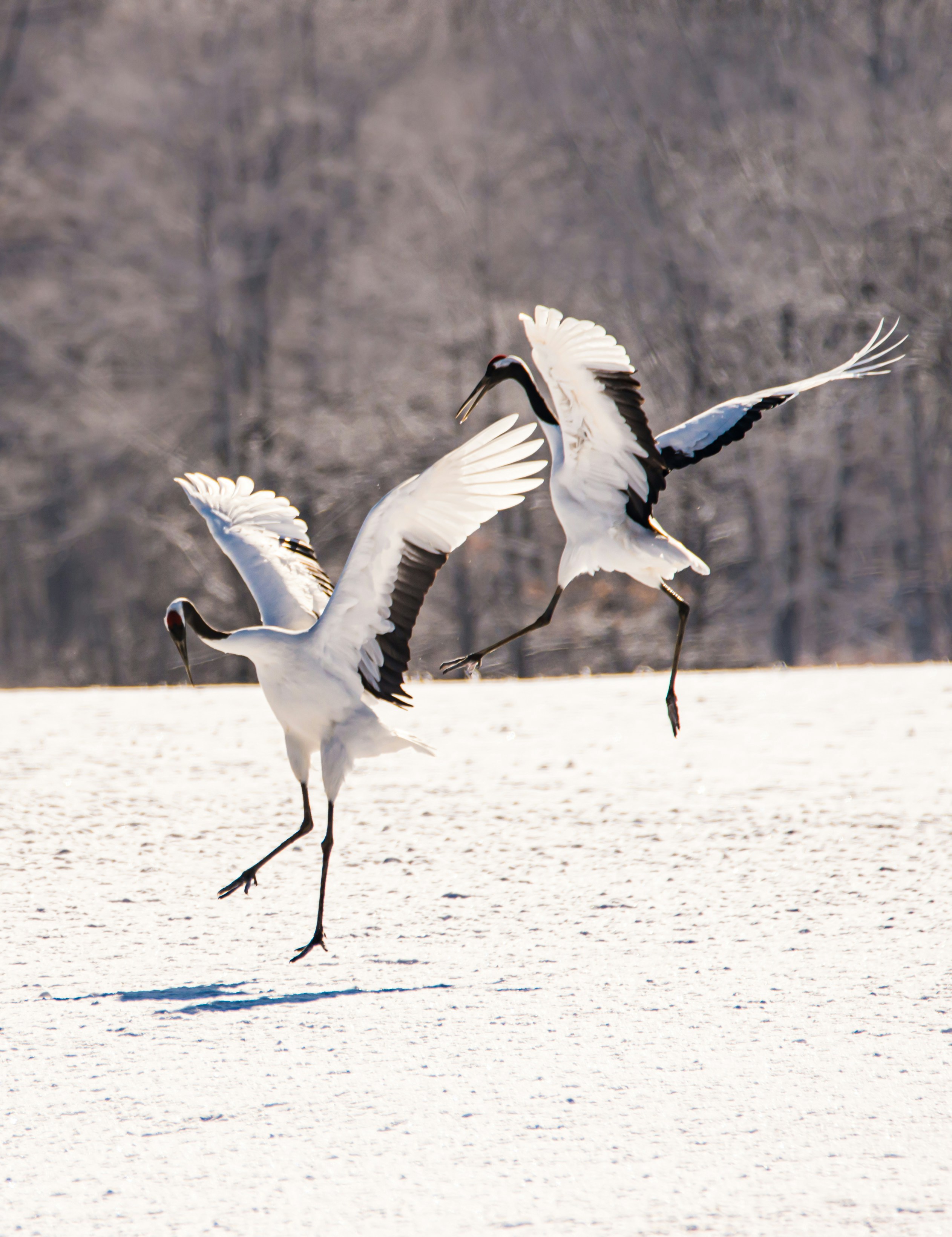 Dance of the cranes  | white bird flying over body of water during daytime