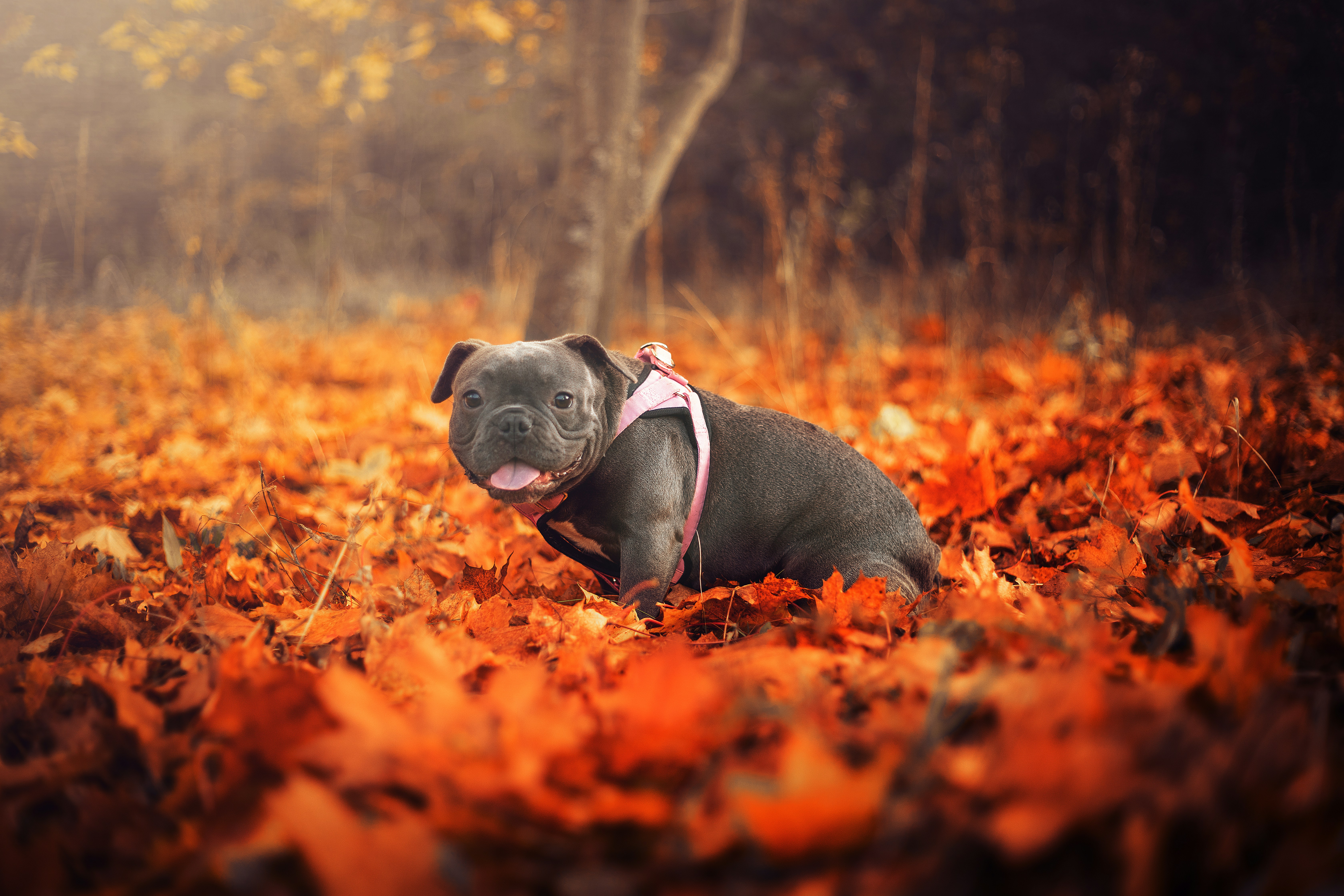A playful dog with a pink harness sits amidst a carpet of vibrant autumn leaves. The warm tones of the foliage create a cozy atmosphere.