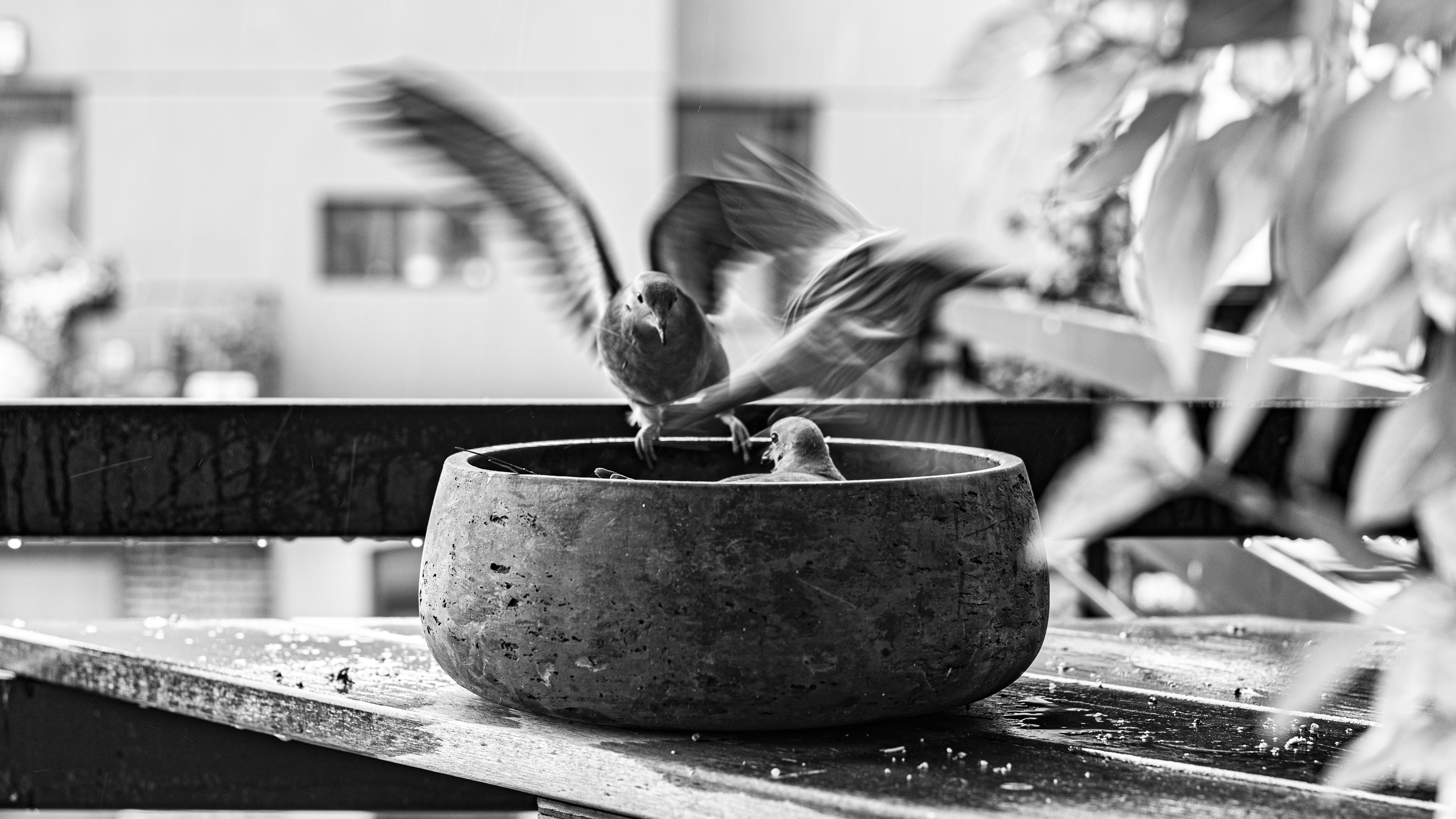 Two pigeons interact around a round stone bowl on a balcony, with blurred motion capturing their dynamic movements. The setting is a serene urban environment.