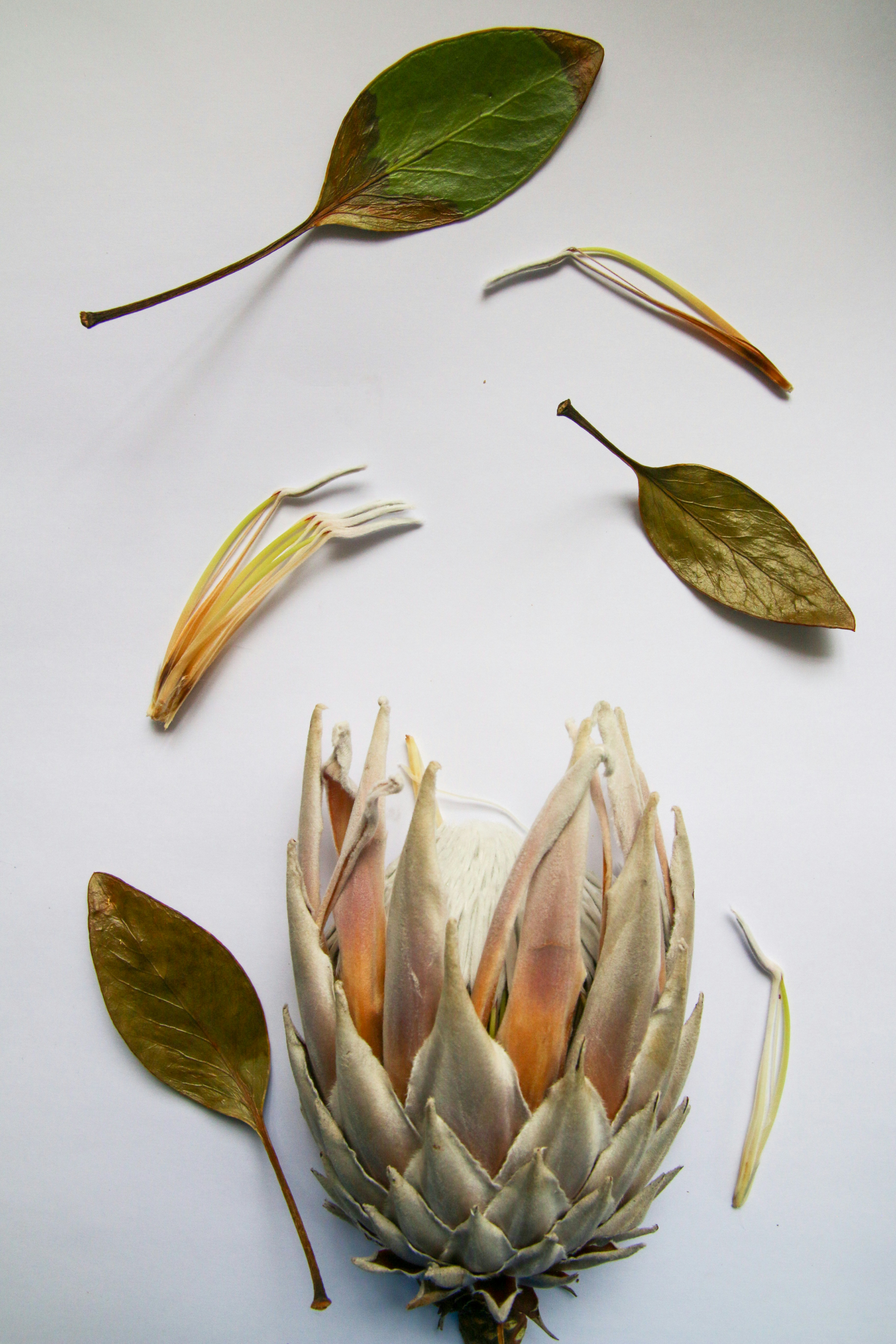 A detailed arrangement of a protea flower surrounded by delicate leaves and petals, showcasing the beauty of natural elements.