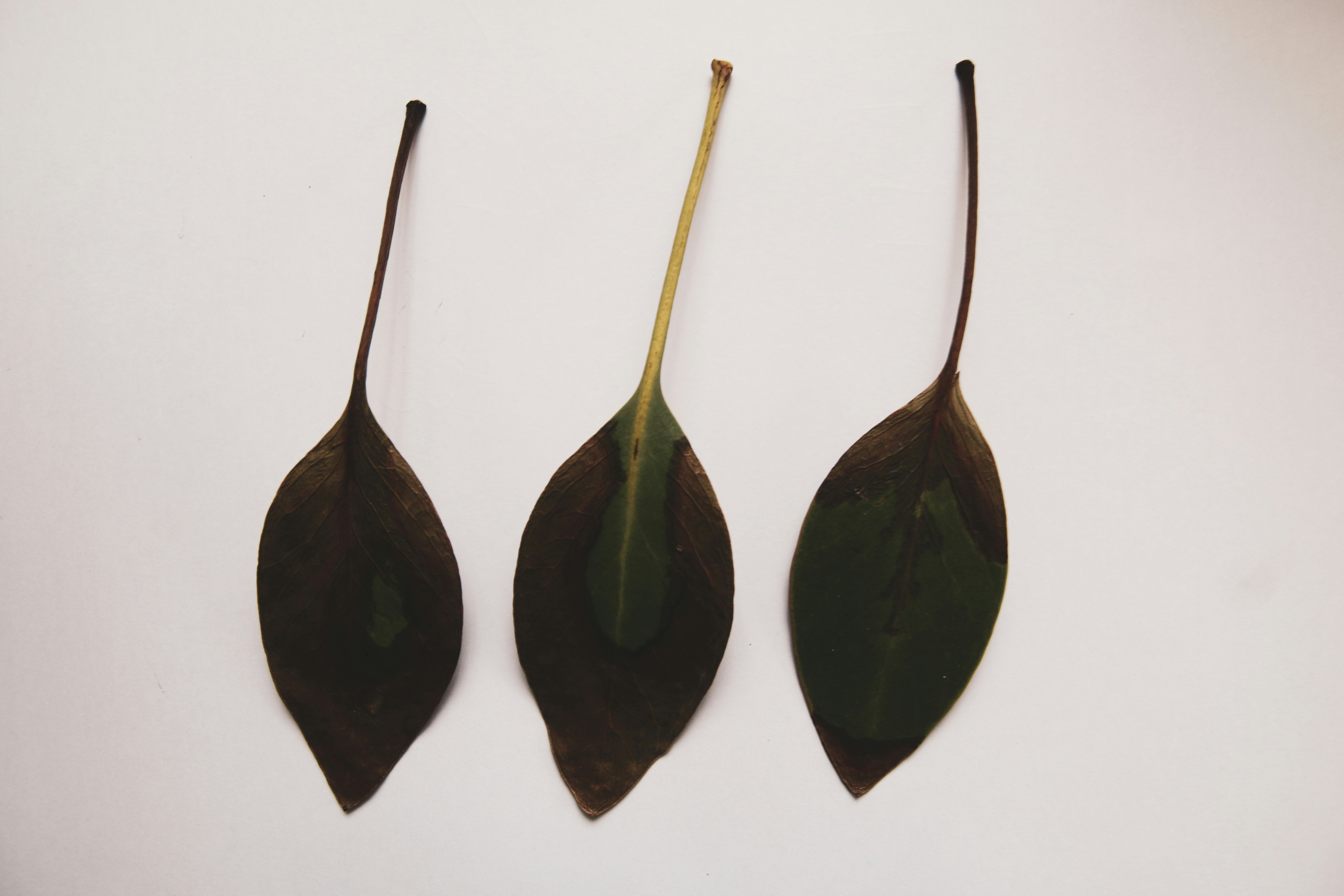 Minimalist Trio: three dried leaves on a white backdrop