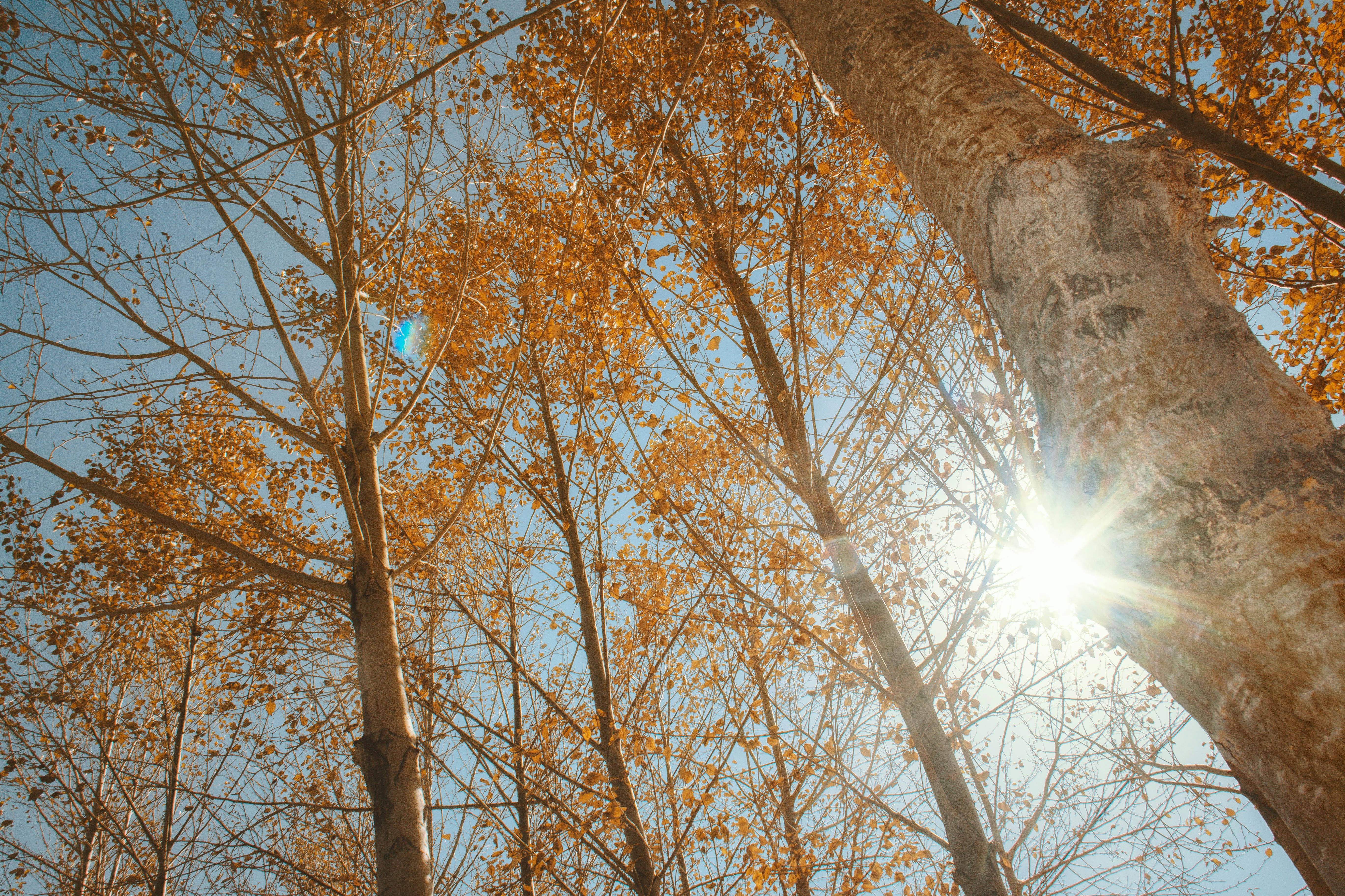 Brown tree under blue sky during daytime photo – Free Sunlight Image on ...