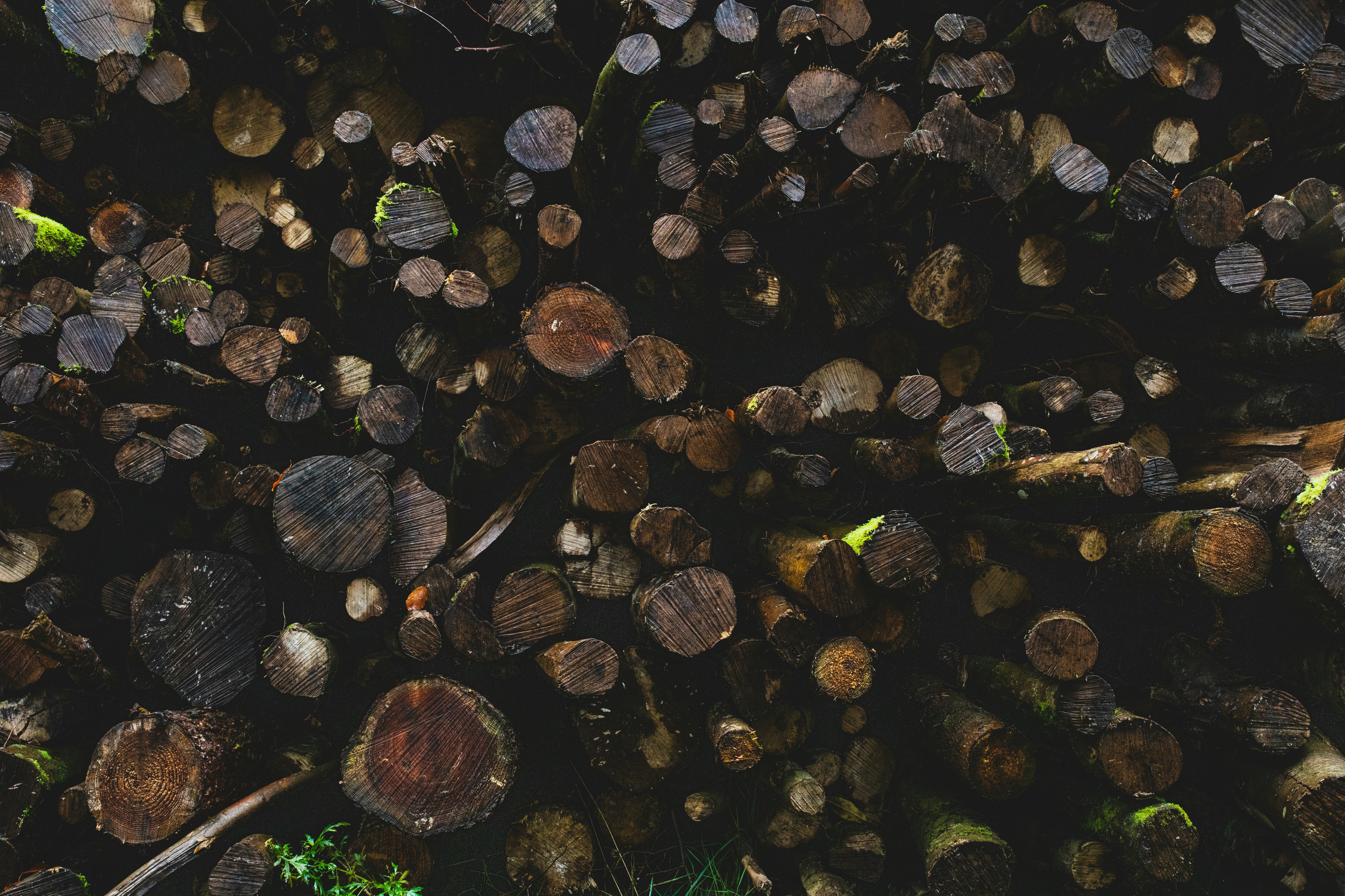 A dense arrangement of cut logs showcasing various textures and colors, interspersed with patches of green moss.