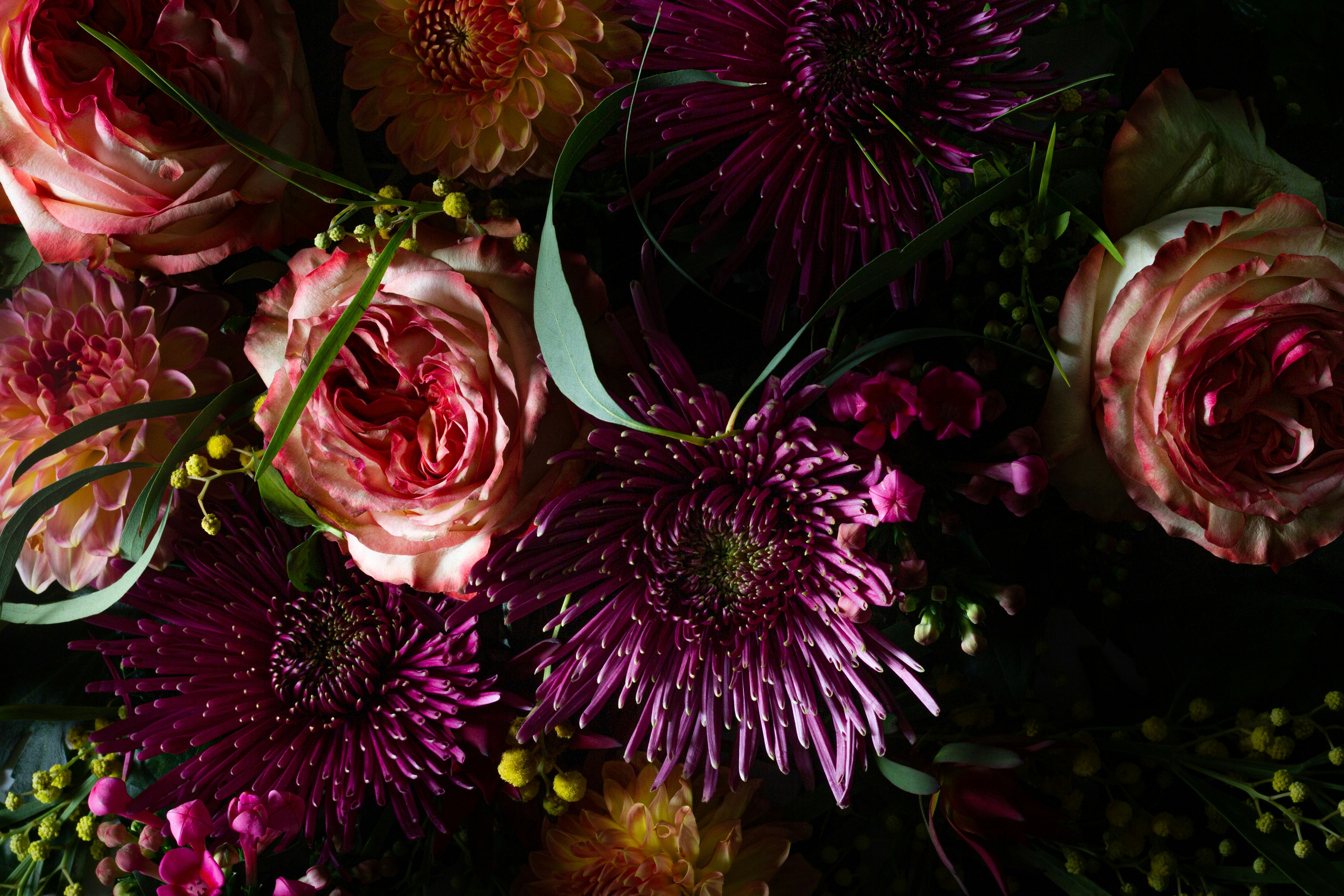 Midnight Bouquet: Velvet Magenta Blooms Framed by Soft Rose Petals