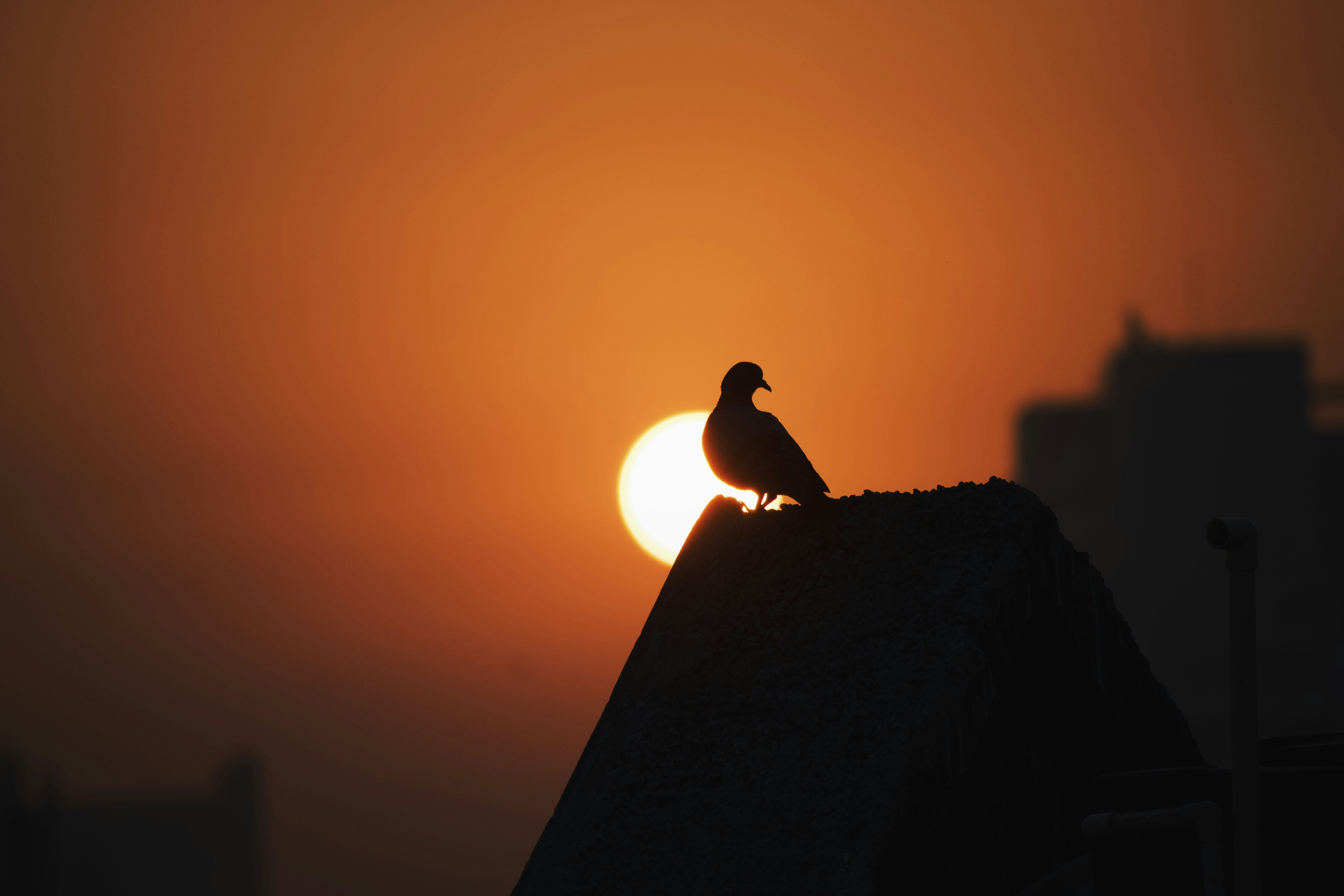 Molten Horizon: A lone bird perched on a rooftop as dusk blooms