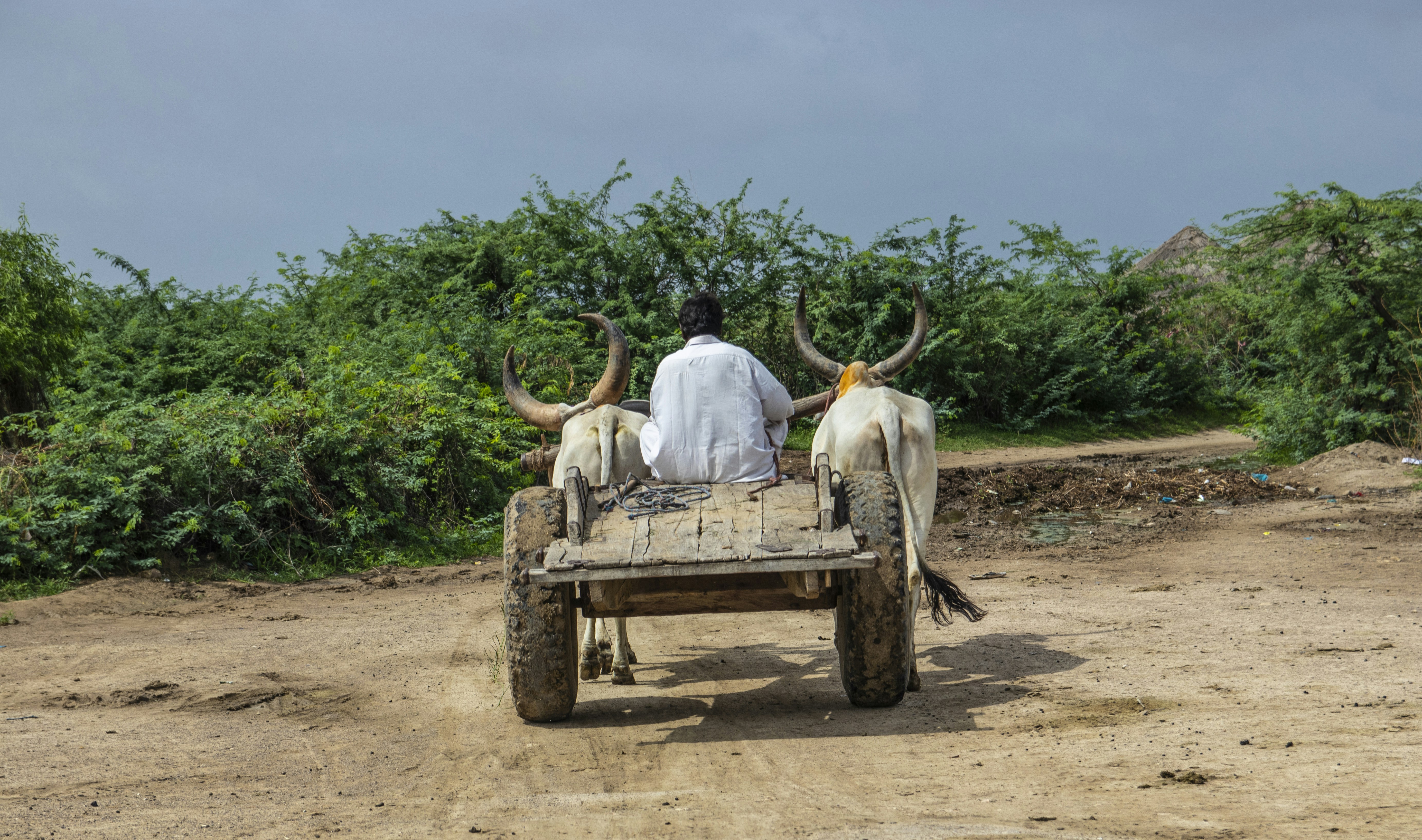 A farmer navigates a dirt path with a wooden ox cart, pulled by two strong bulls, surrounded by lush greenery.