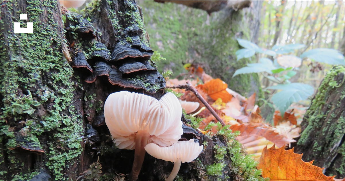 黒い木の幹に白いキノコの写真 Unsplashの植物の無料画像