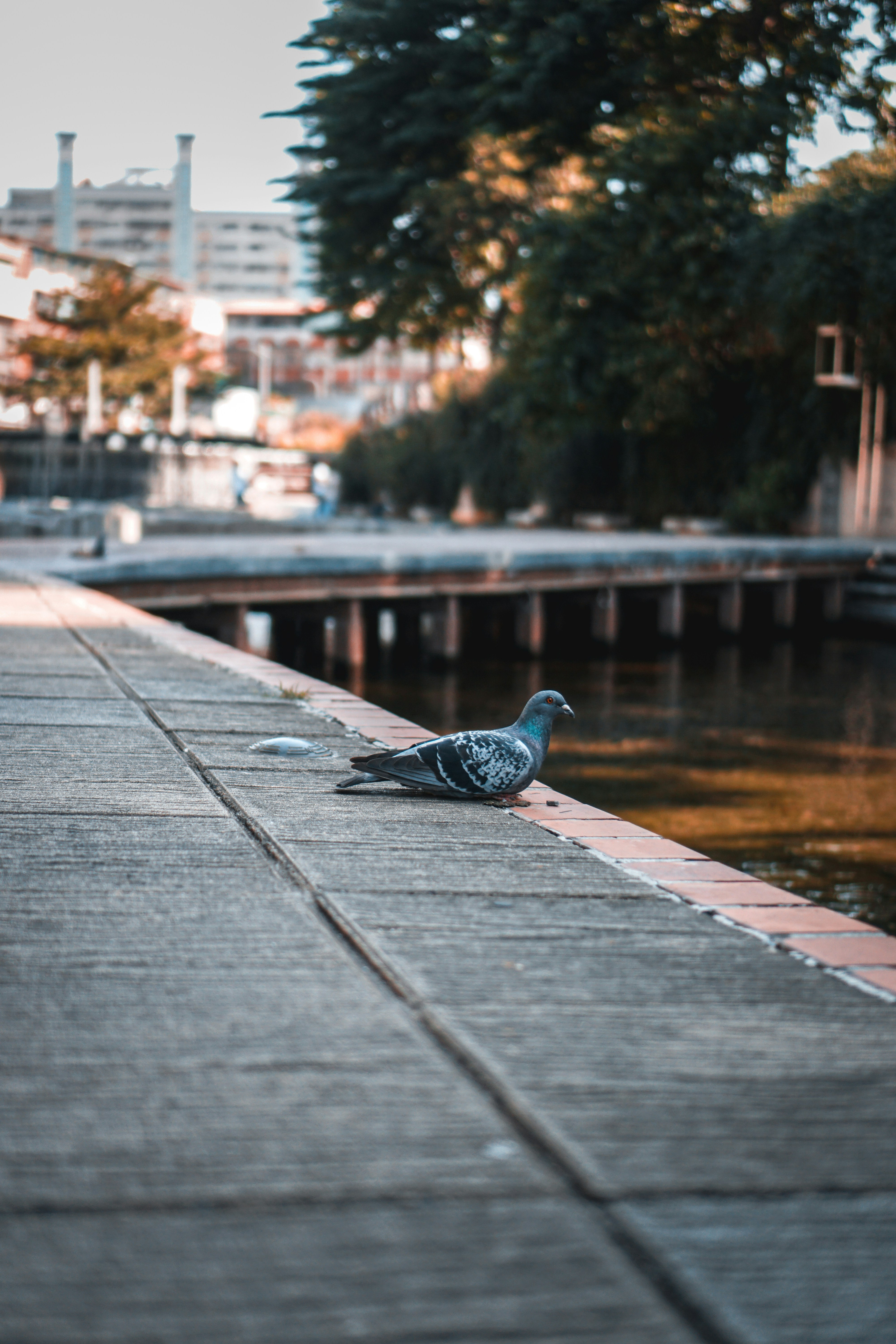 Quayside Pigeon: Dusk Light Over a Quiet City Canal
